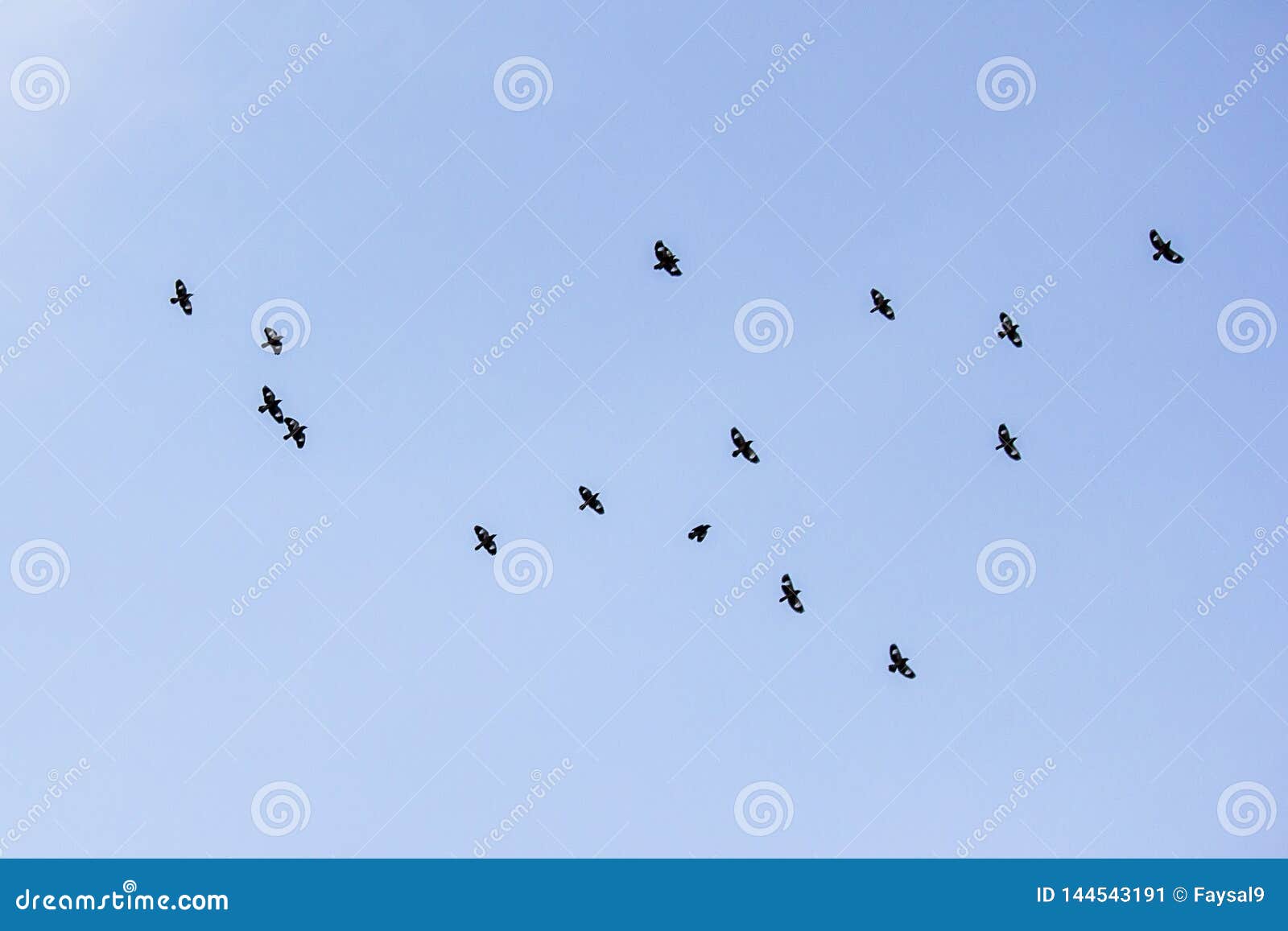 Birds in the Flight Flying To Home Stock Image - Image of pigeons ...