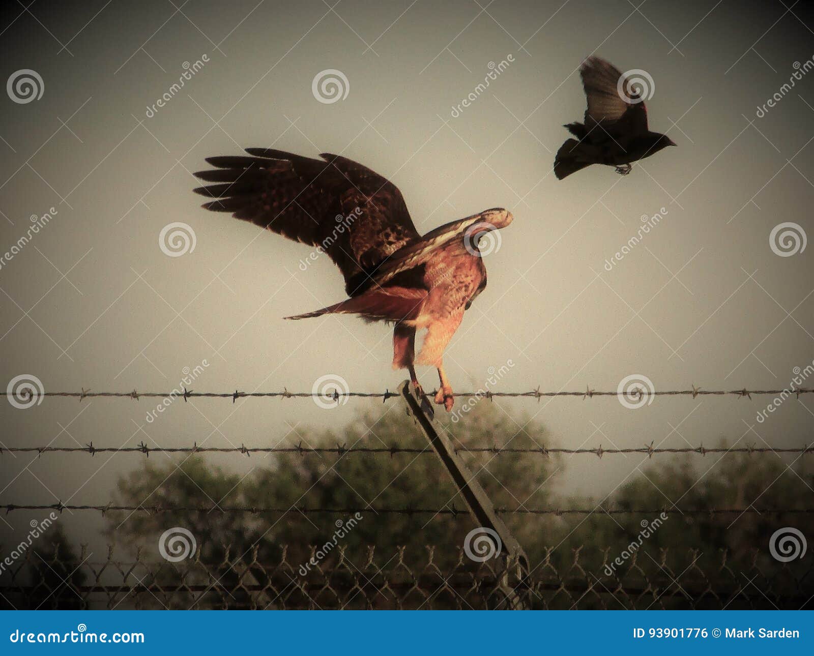 Birds in flight stock photo. Image of birds, fence, nature - 93901776
