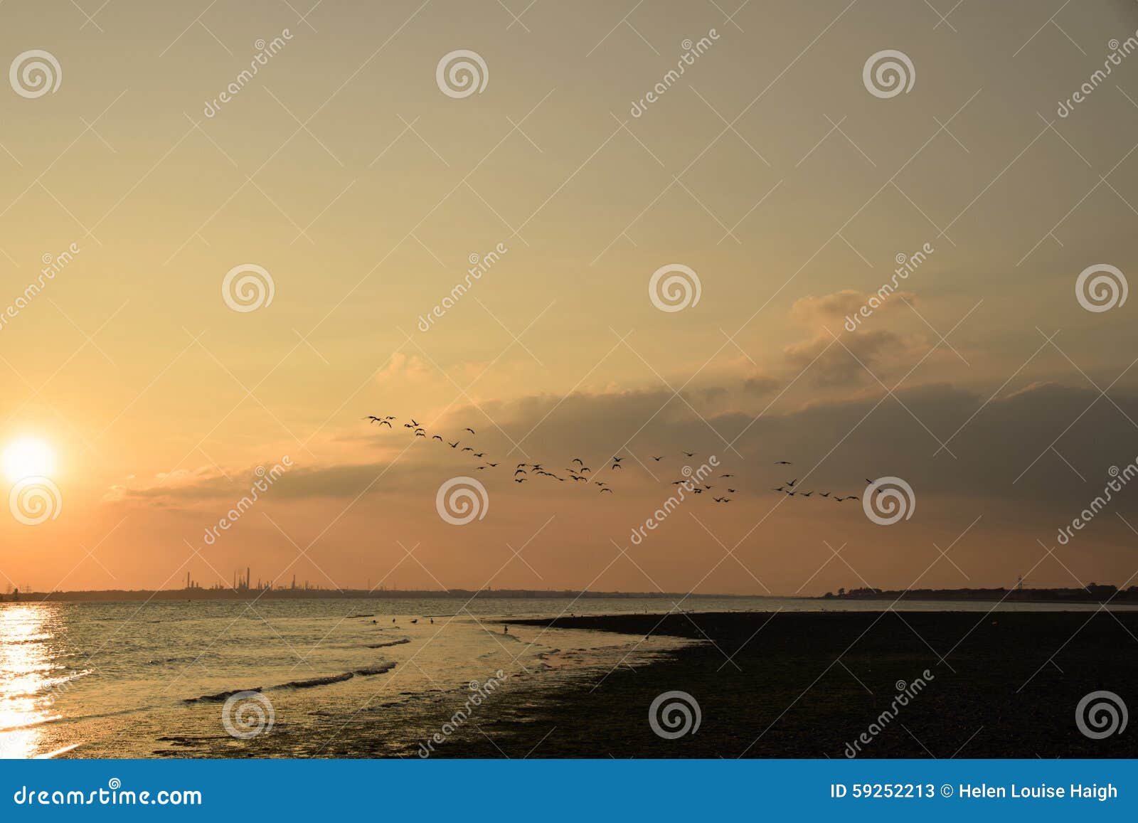 Birds in flight at sunset stock image. Image of group - 59252213