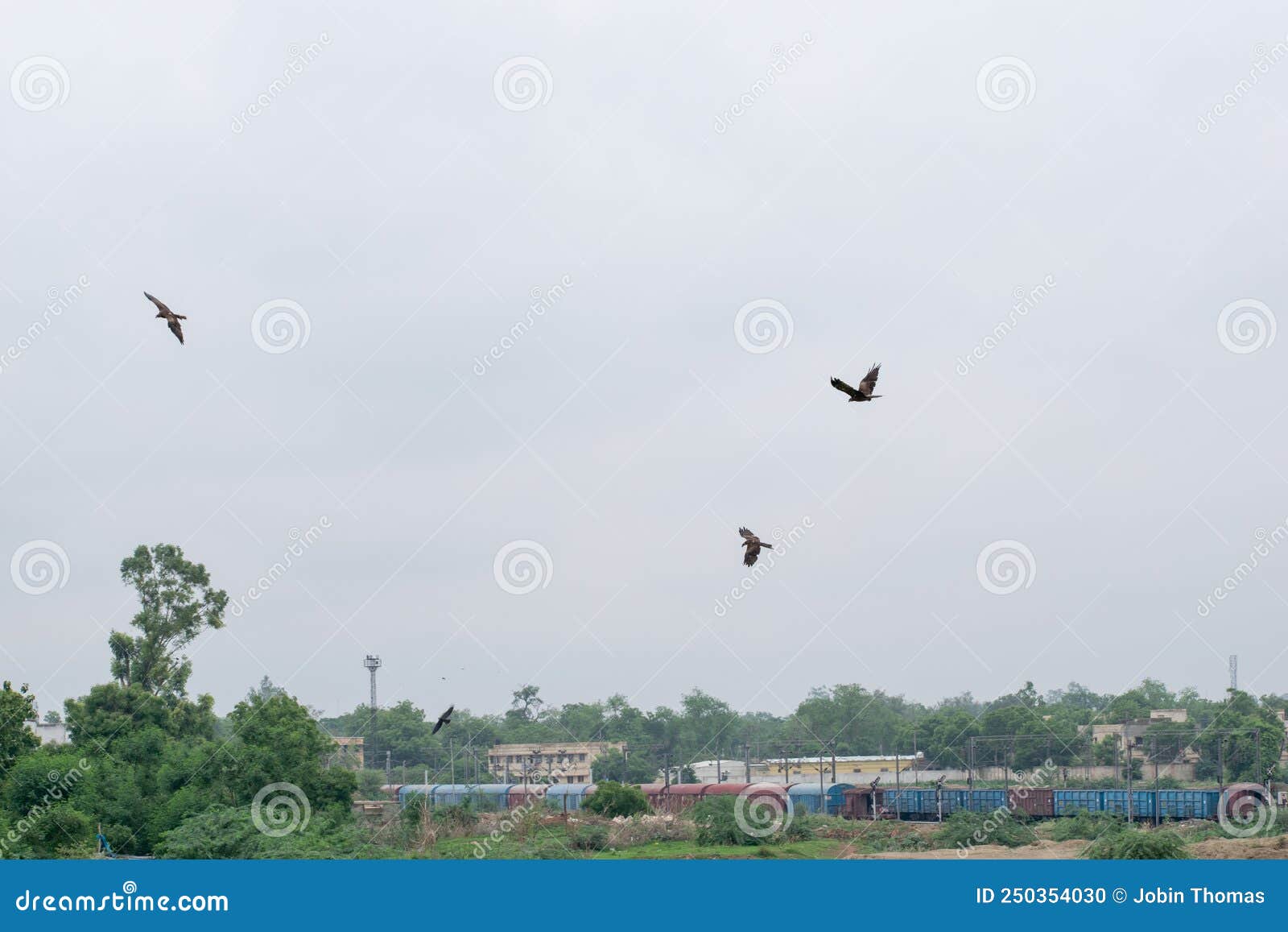 Birds in flight stock photo. Image of ocean, natural - 250354030