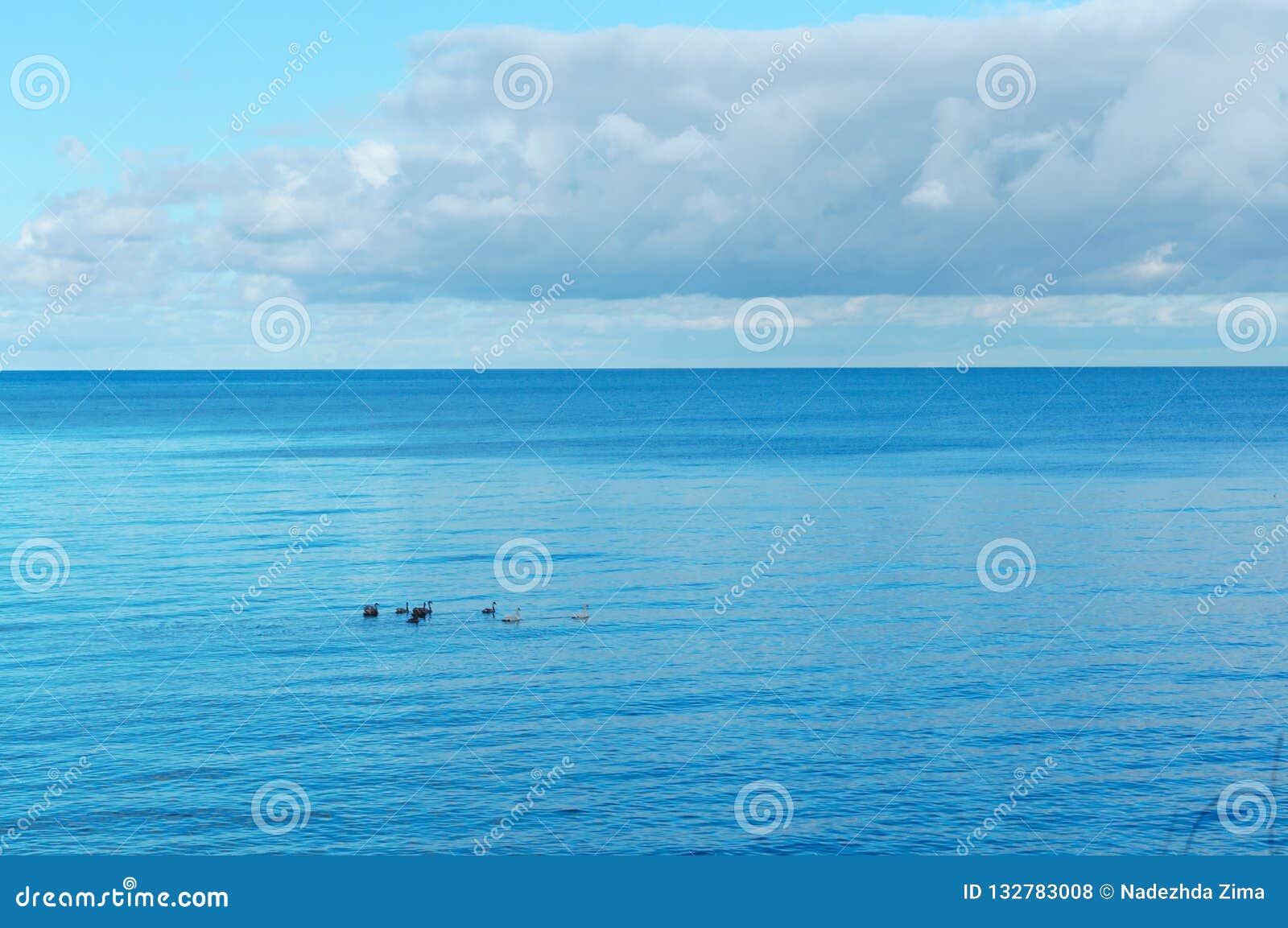 Birds Float on the Calm Sea Stock Photo - Image of surface, calm: 132783008