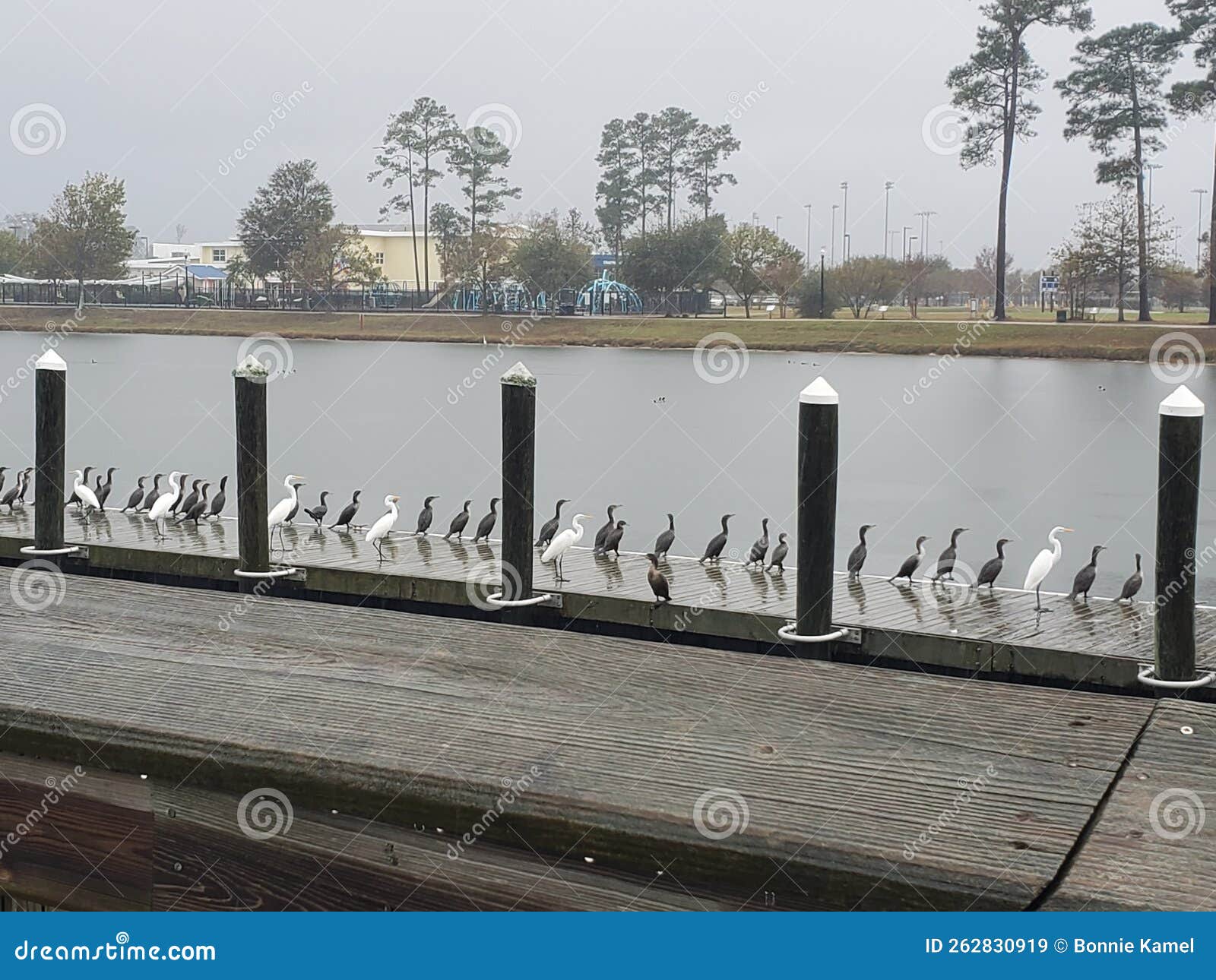 Birds flock riverside stock image. Image of wall, fence - 262830919