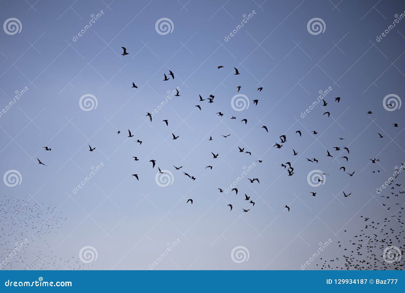 Birds flocking stock image. Image of flocking, winged - 129934187