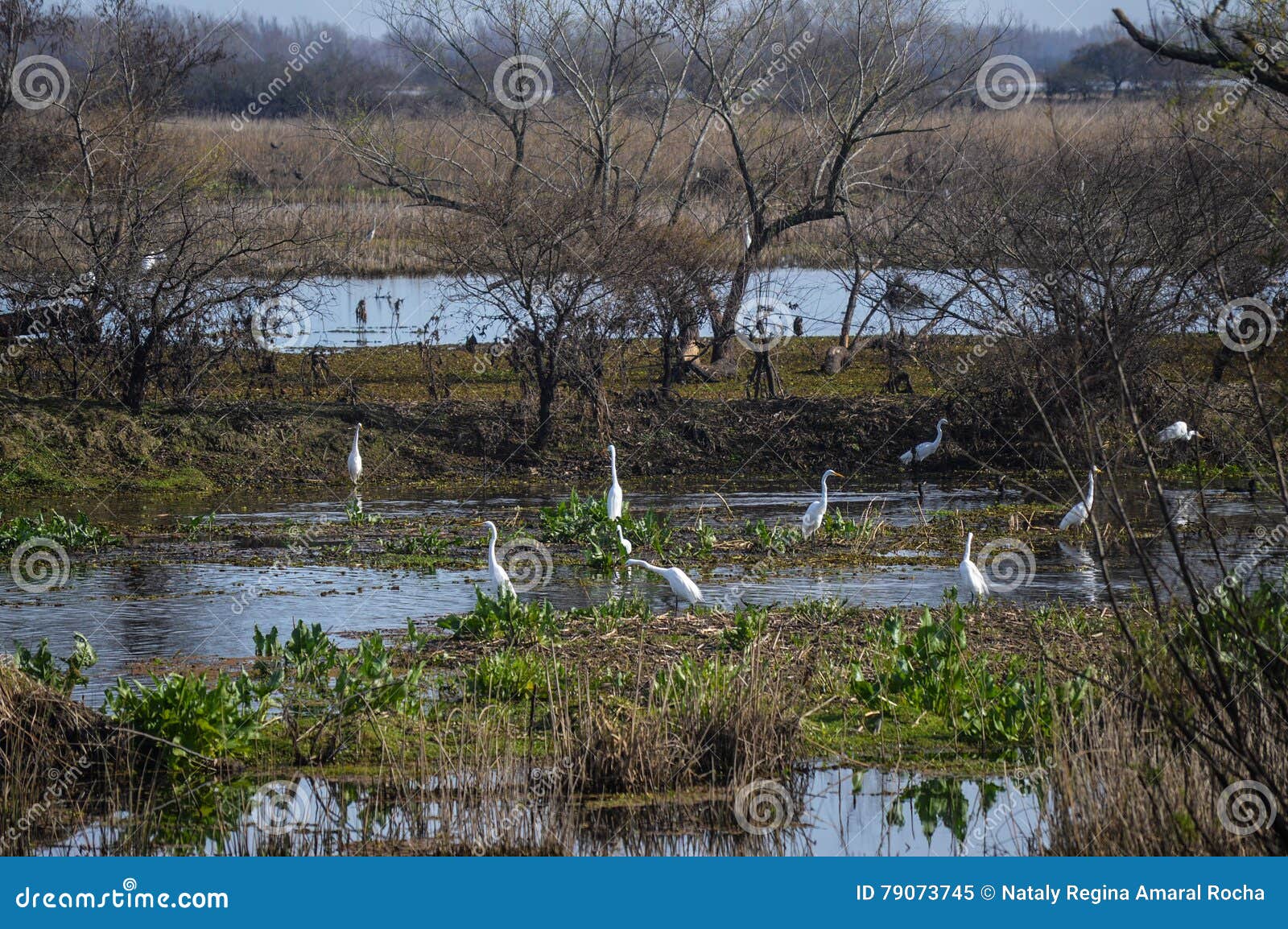 Birds in flooding stock image. Image of ecosysten, storcks - 79073745