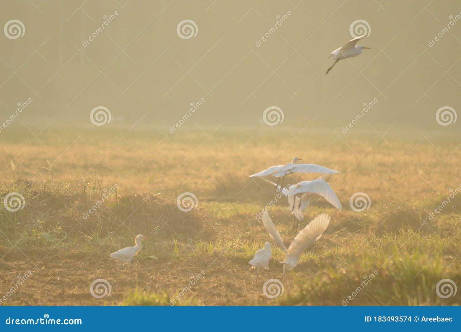 Birds on fly stock photo. Image of grass, prairie, plain - 183493574