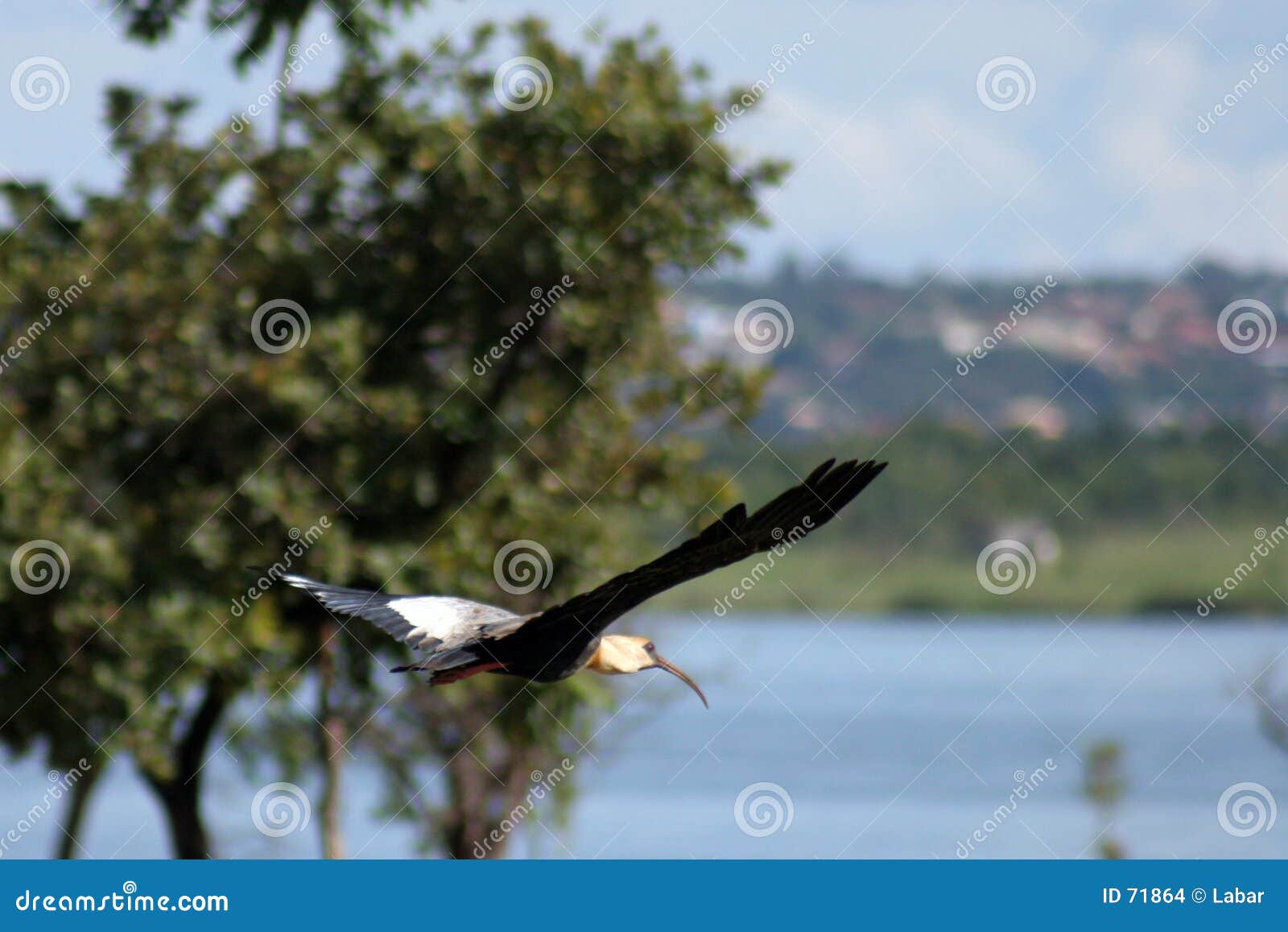 Birds Fly Picture. Image: 71864