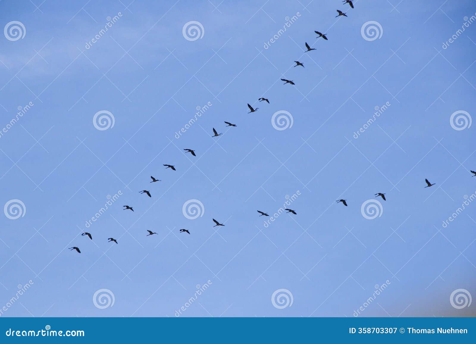 Birds Fly in Arrow Formation in the Blue Sky Stock Image - Image of ...