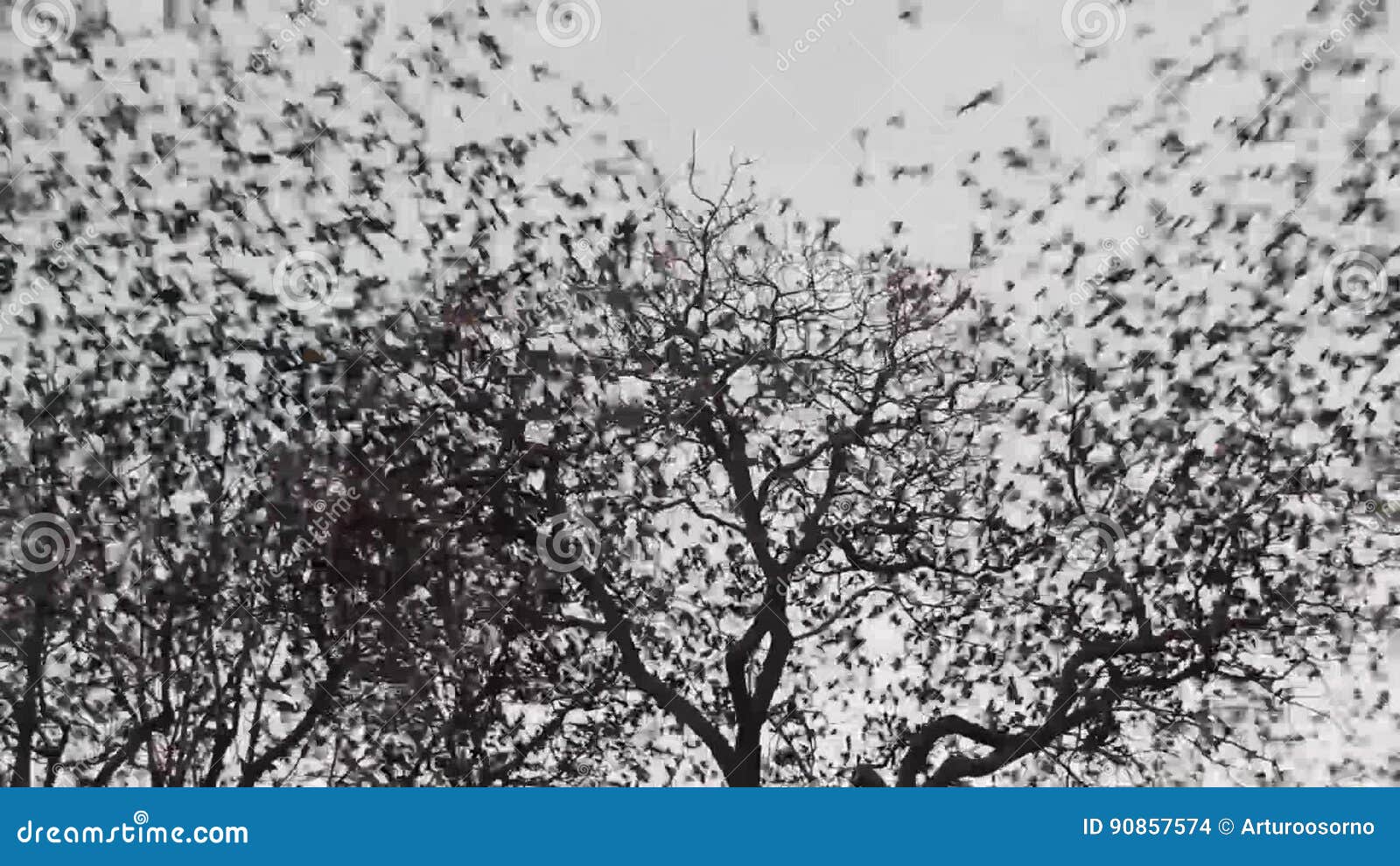Birds Stock Footage & Videos - 106,504 Stock Videos