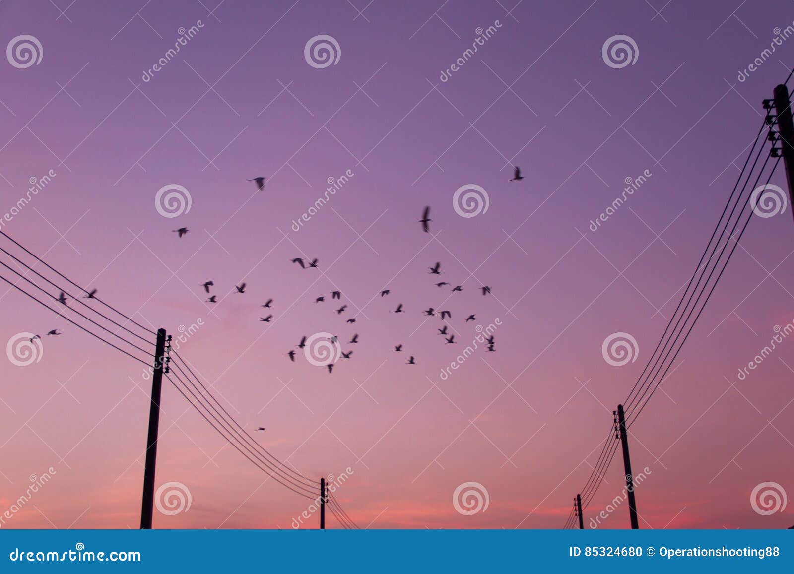 Birds fly back to the nest stock photo. Image of birds - 85324680