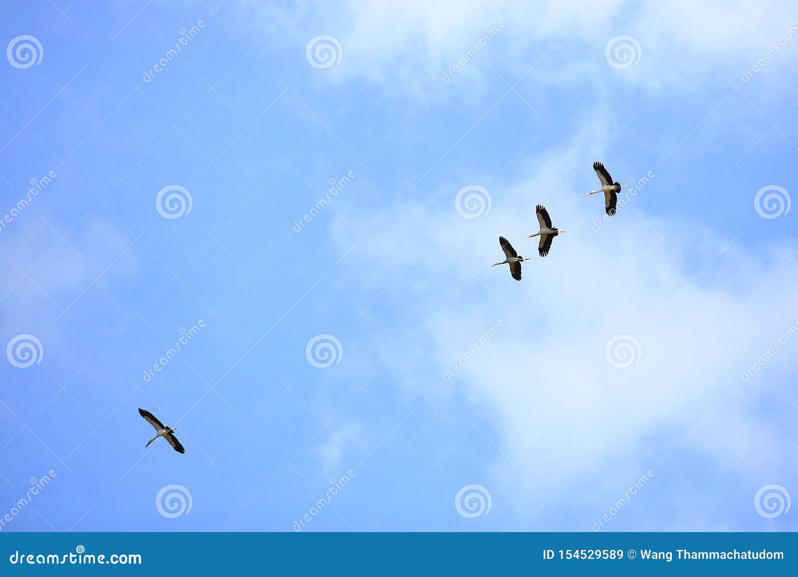 The Birds Fly on the Blue Sky Stock Image - Image of birds, silhouette ...