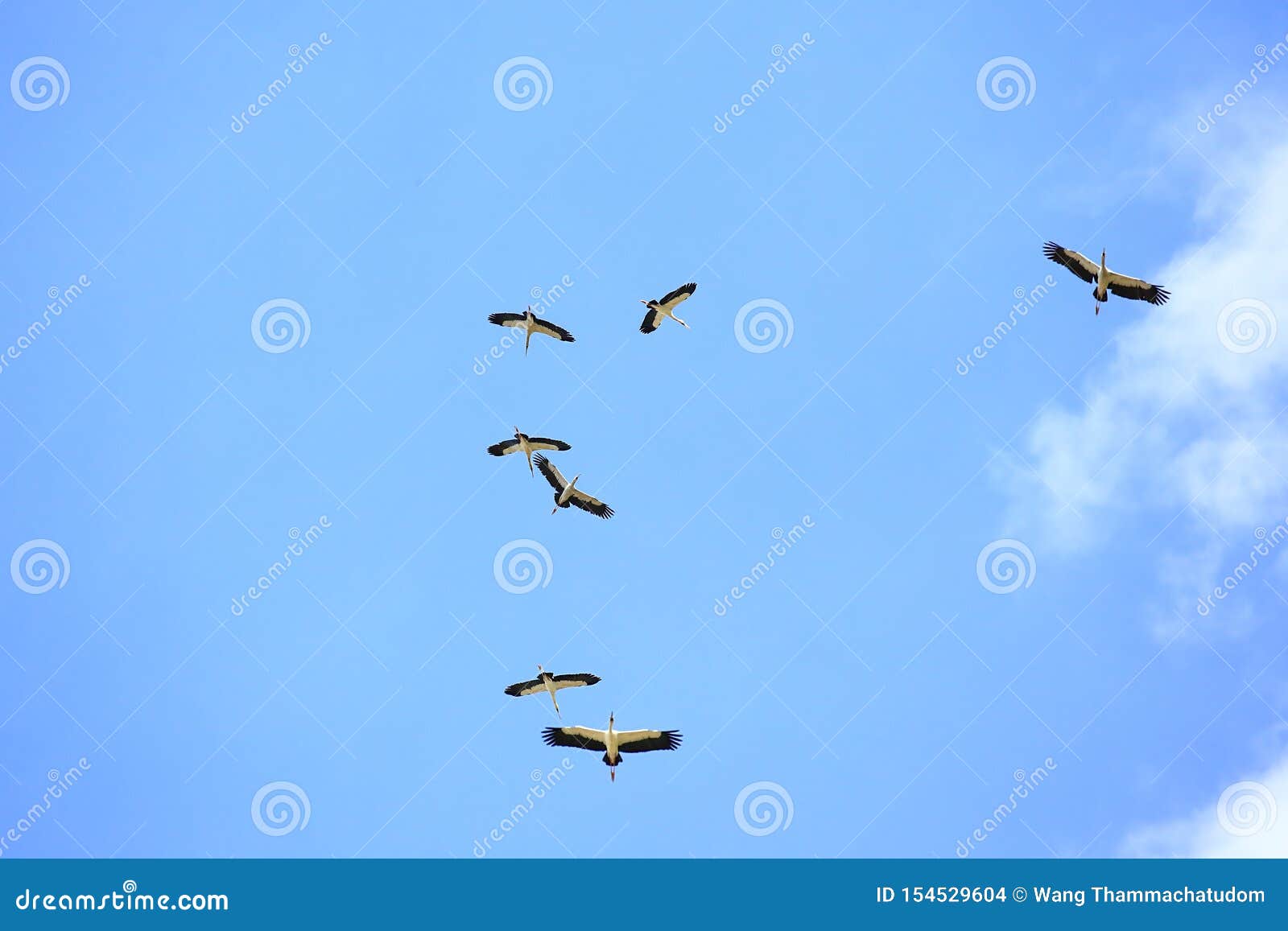The Birds Fly on the Blue Sky Stock Photo - Image of flight, birds ...