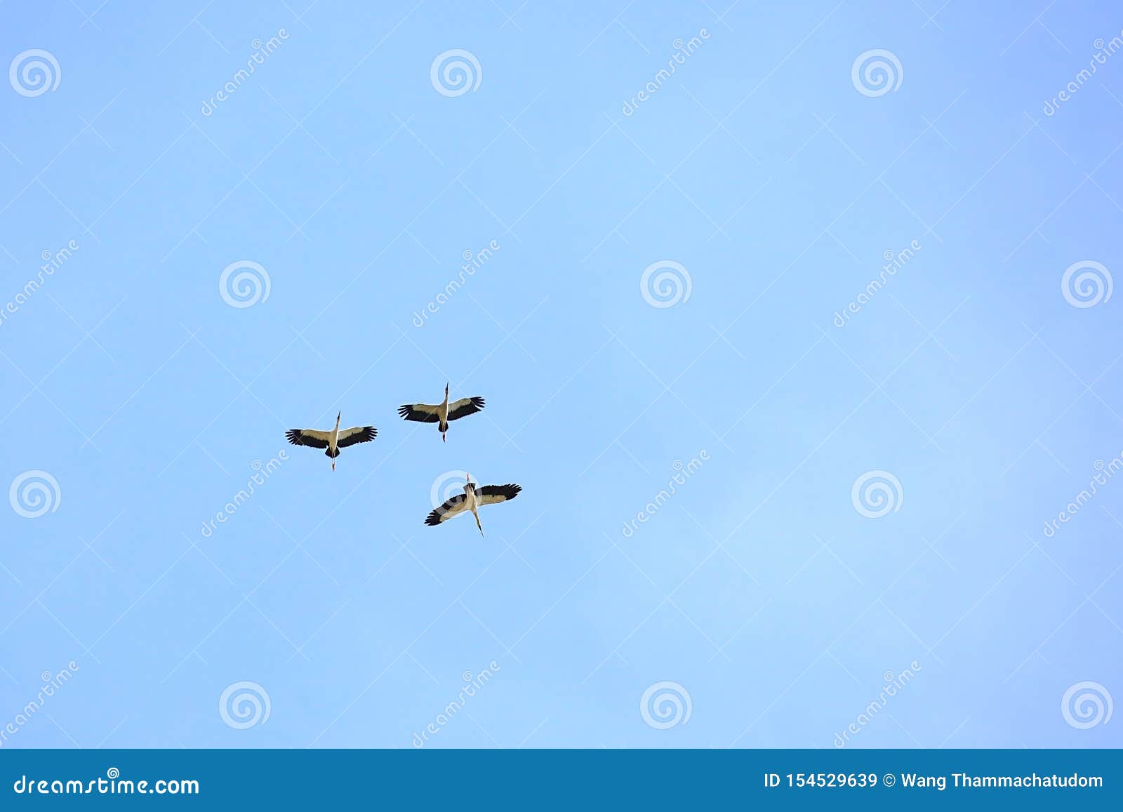 The Birds Fly on the Blue Sky Stock Image - Image of flight, freedom ...