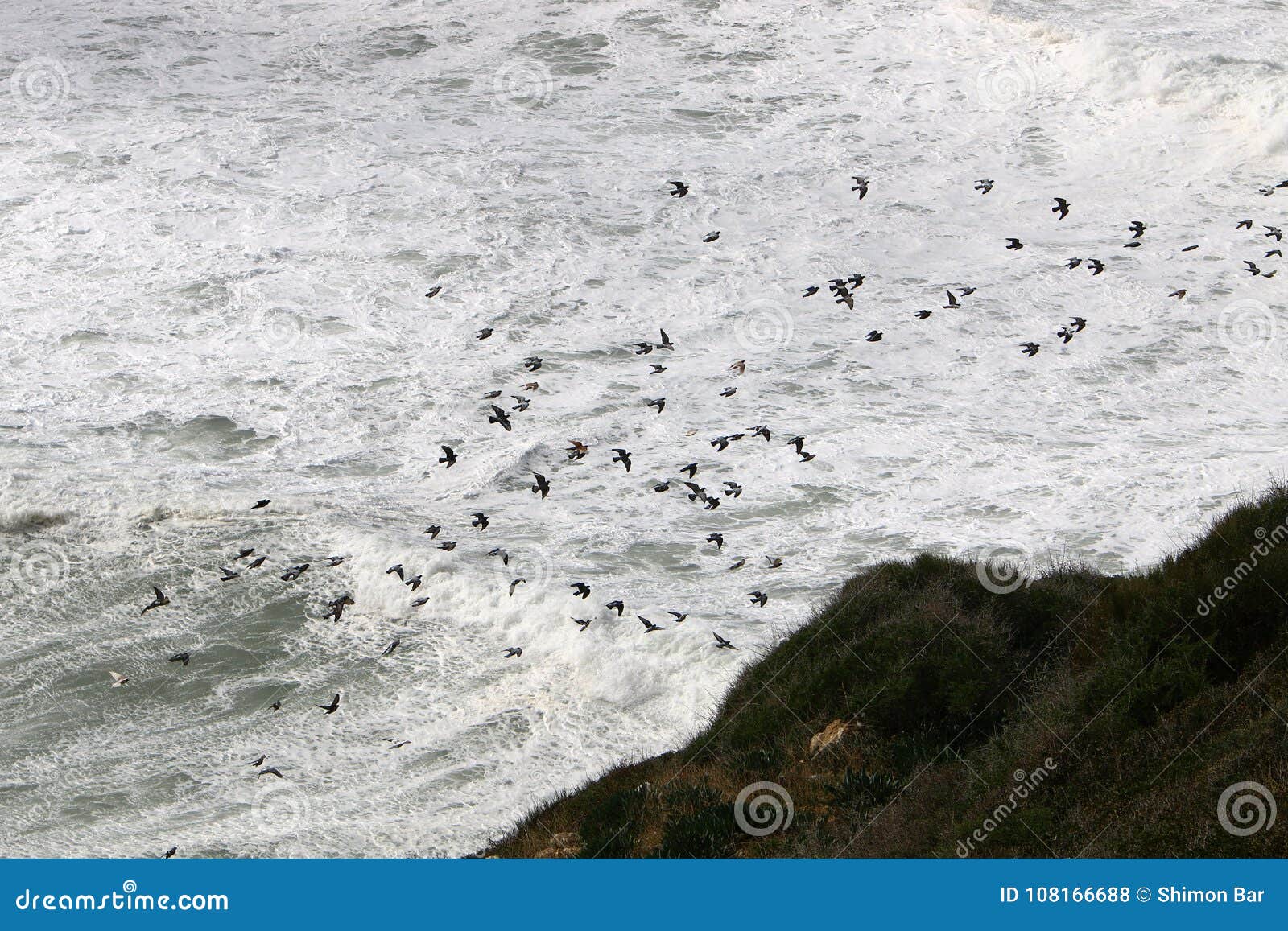 Birds and the sea stock photo. Image of stones, morning - 108166688