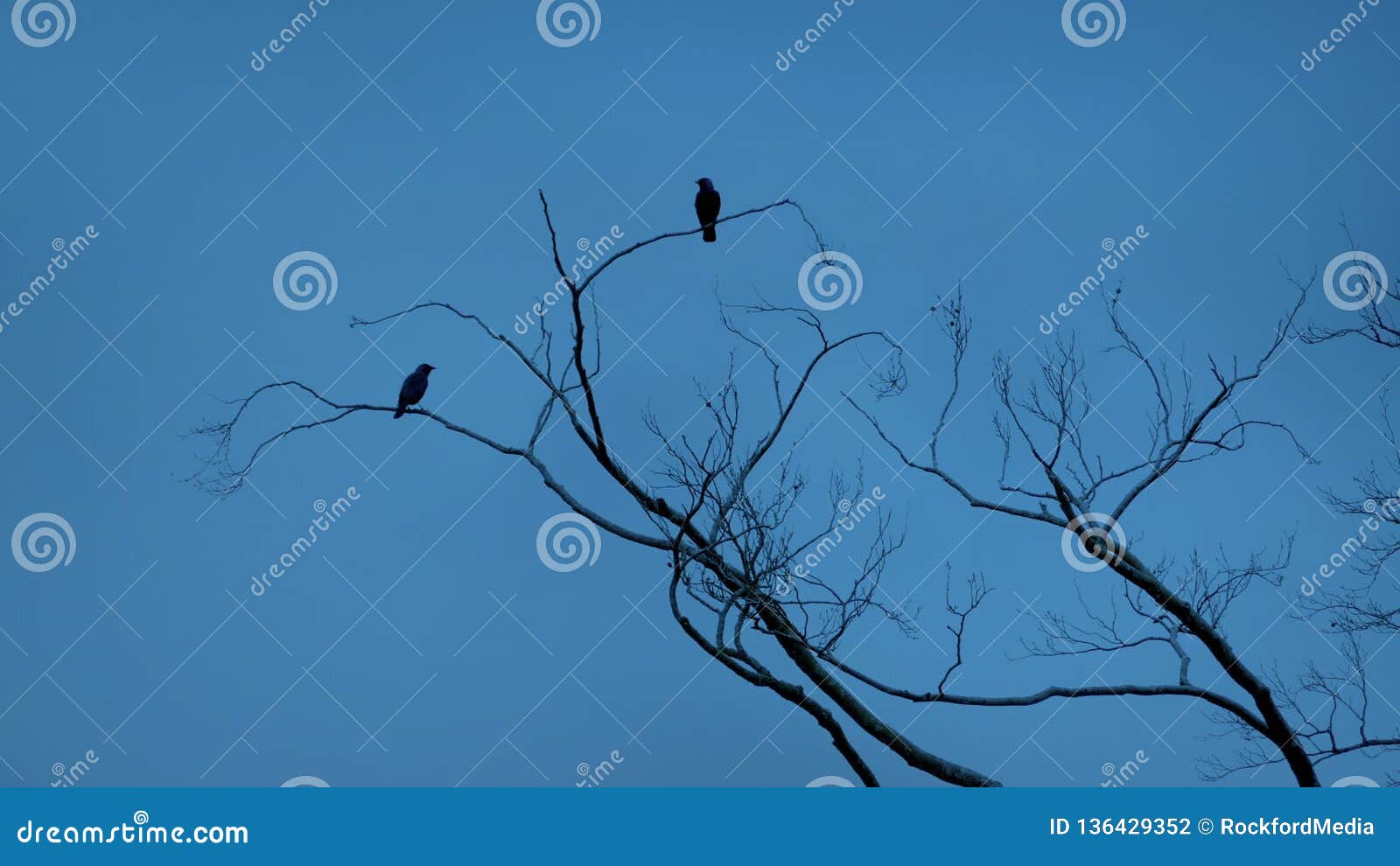 Birds fly off branches stock footage. Video of birds - 136429352