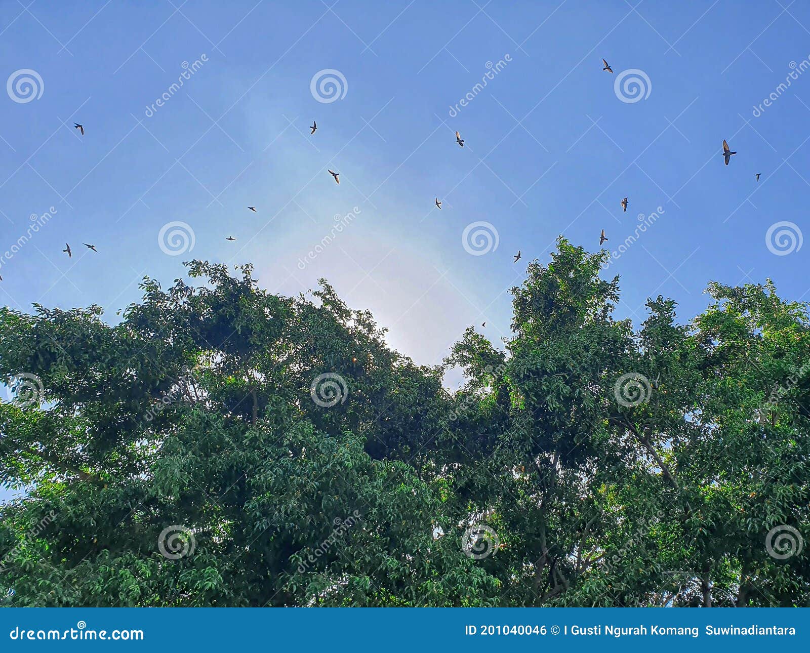Birds Fly Over The Banyan Tree To Make Nests Stock Photography ...