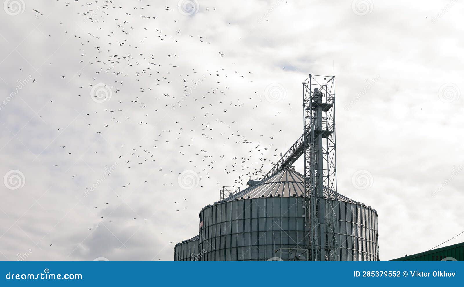 Birds Fly Over the Elevator. a Flock of Birds Flies Over a Silo for ...