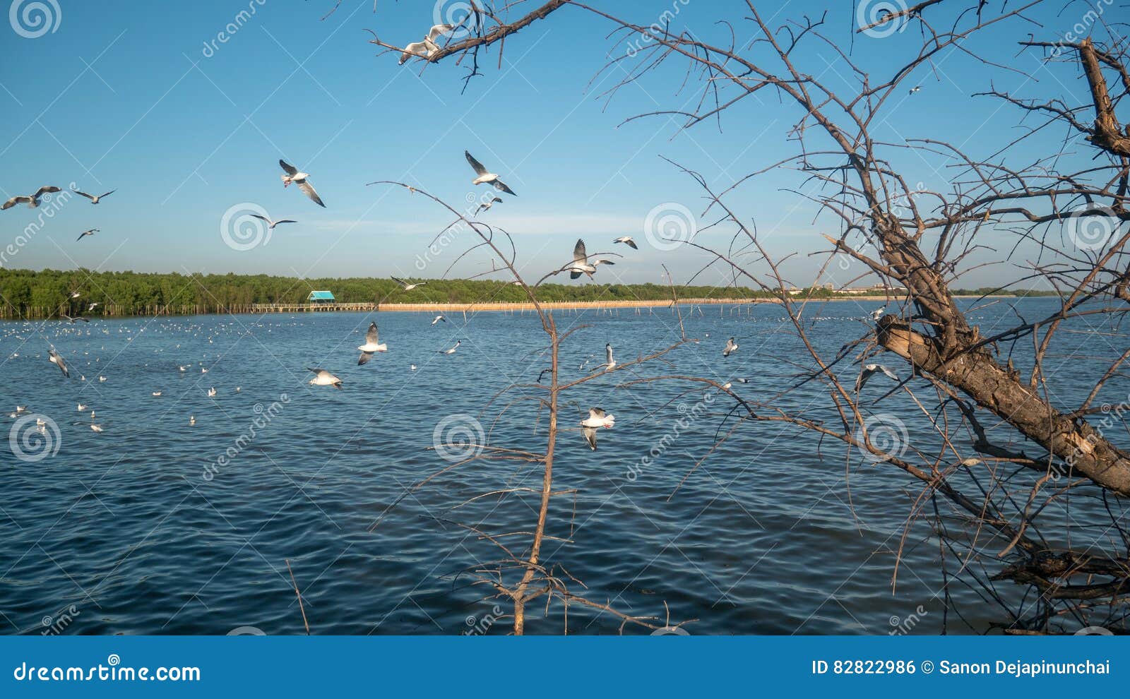 Birds fly over the river stock photo. Image of marine - 82822986