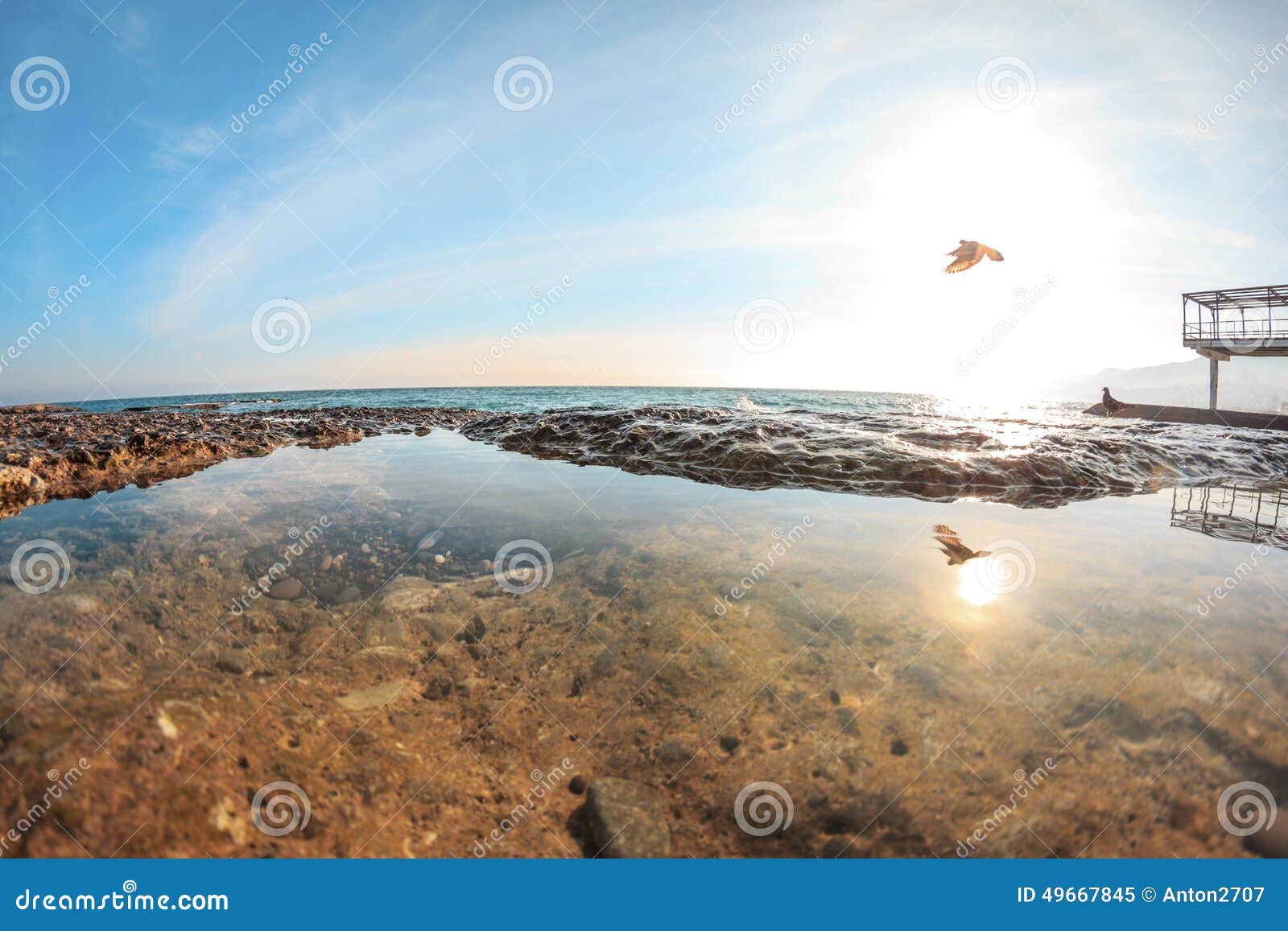 Birds Fly Over Sea Water at Sunset Stock Image - Image of avian, coast ...