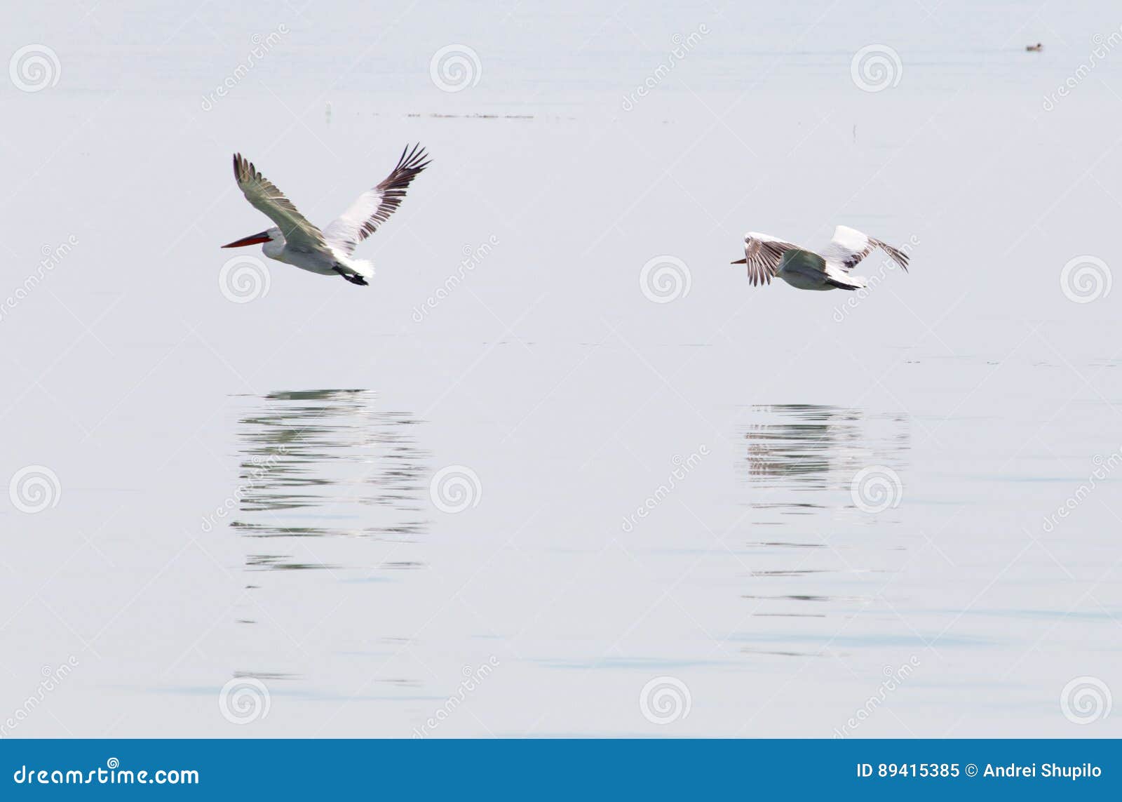 Birds Fly Over the Surface of the Water Stock Image - Image of animals ...