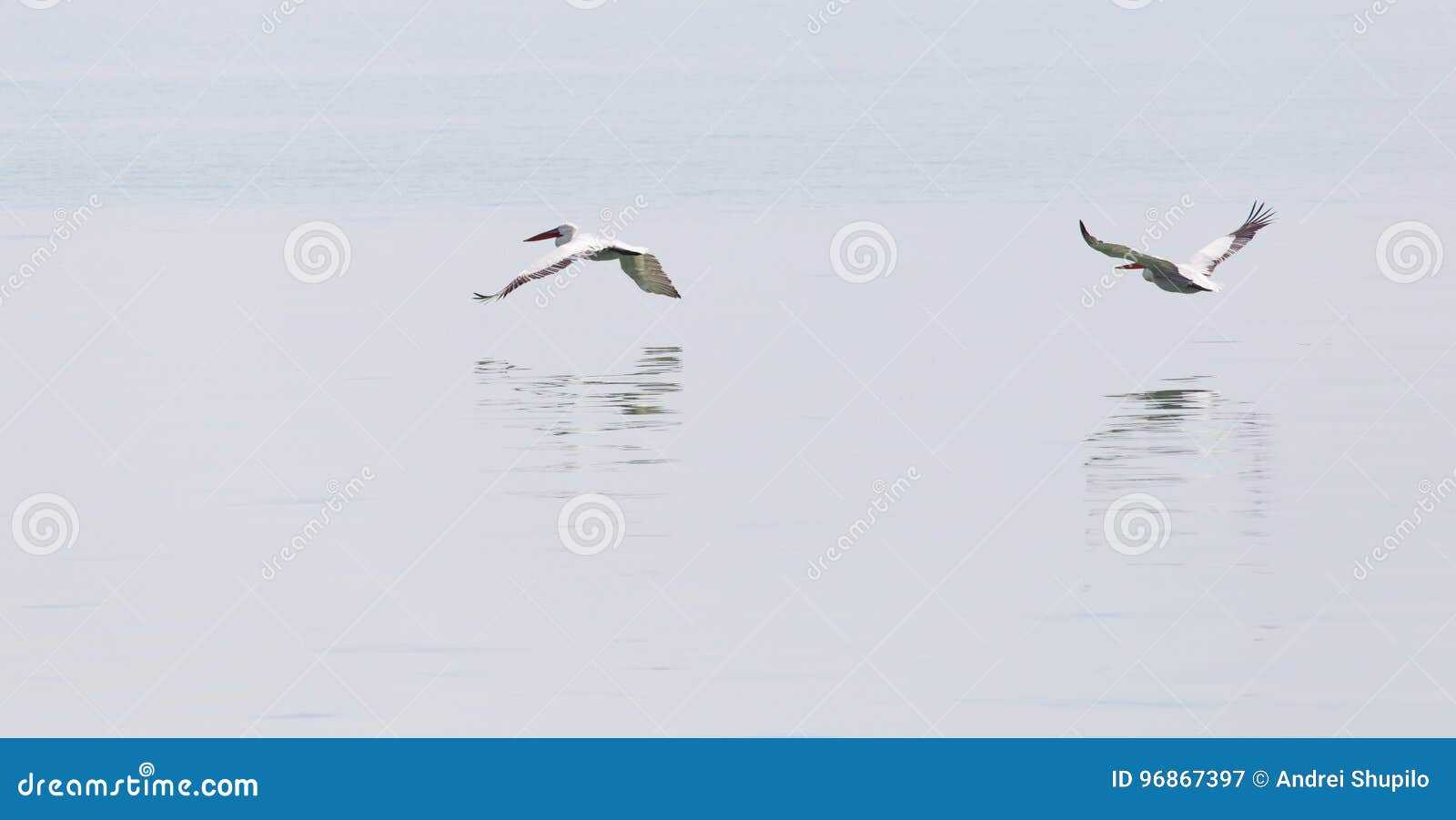 Birds Fly Over the Surface of the Water Stock Image - Image of flight ...