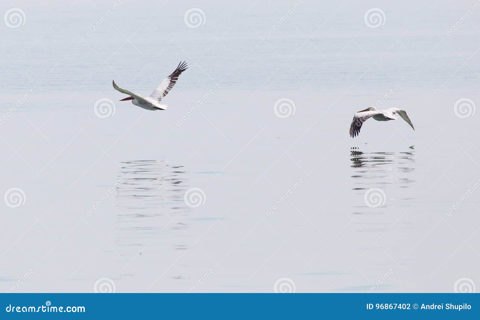 Birds Fly Over the Surface of the Water Stock Photo - Image of journey ...