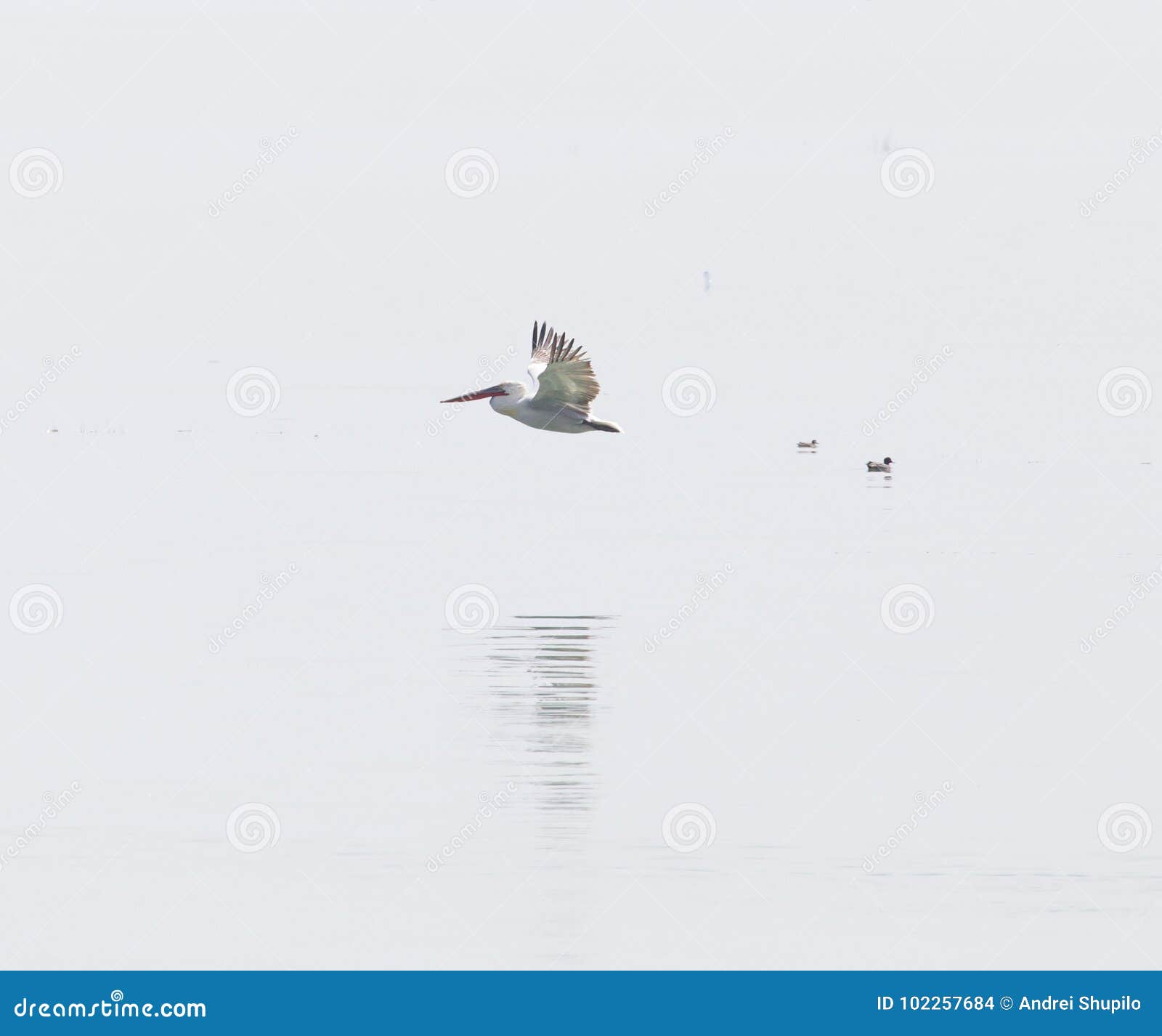 Birds Fly Over the Surface of the Water Stock Photo - Image of aquatic ...