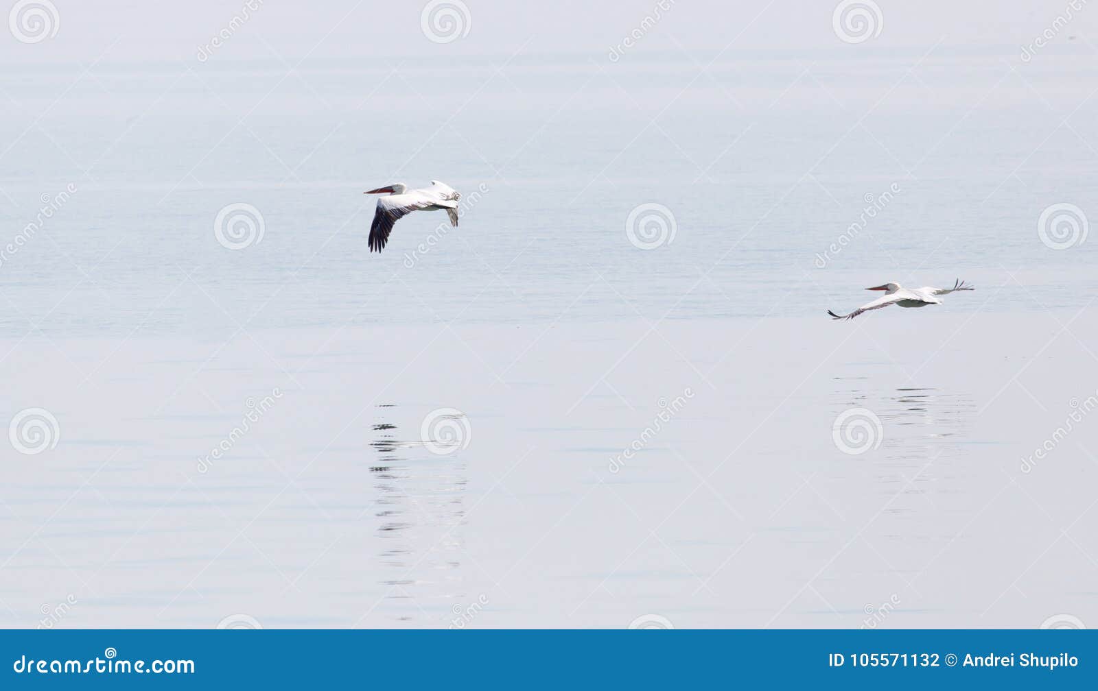 Birds Fly Over the Surface of the Water Stock Photo - Image of flight ...