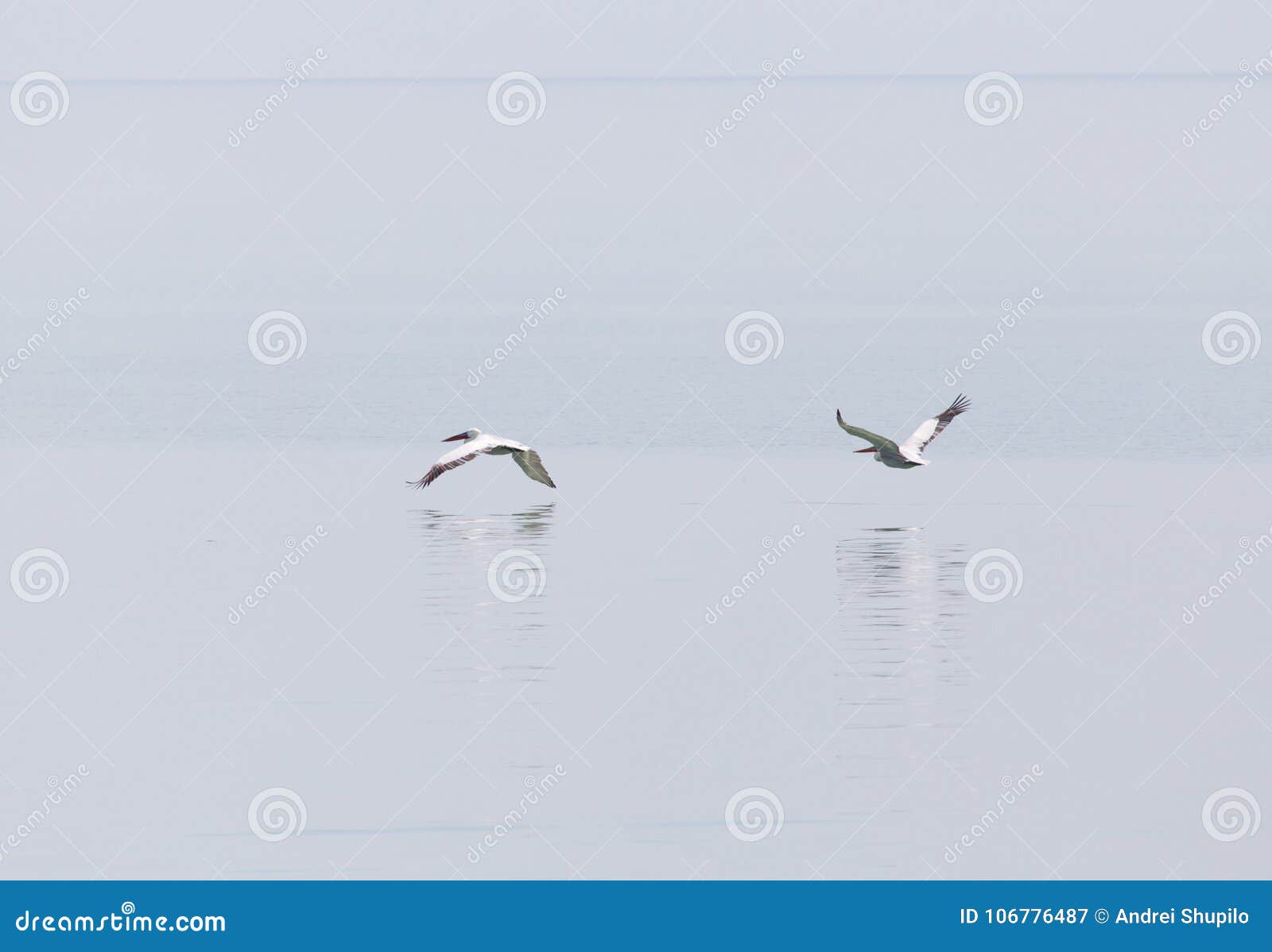 Birds Fly Over the Surface of the Water Stock Image - Image of ...