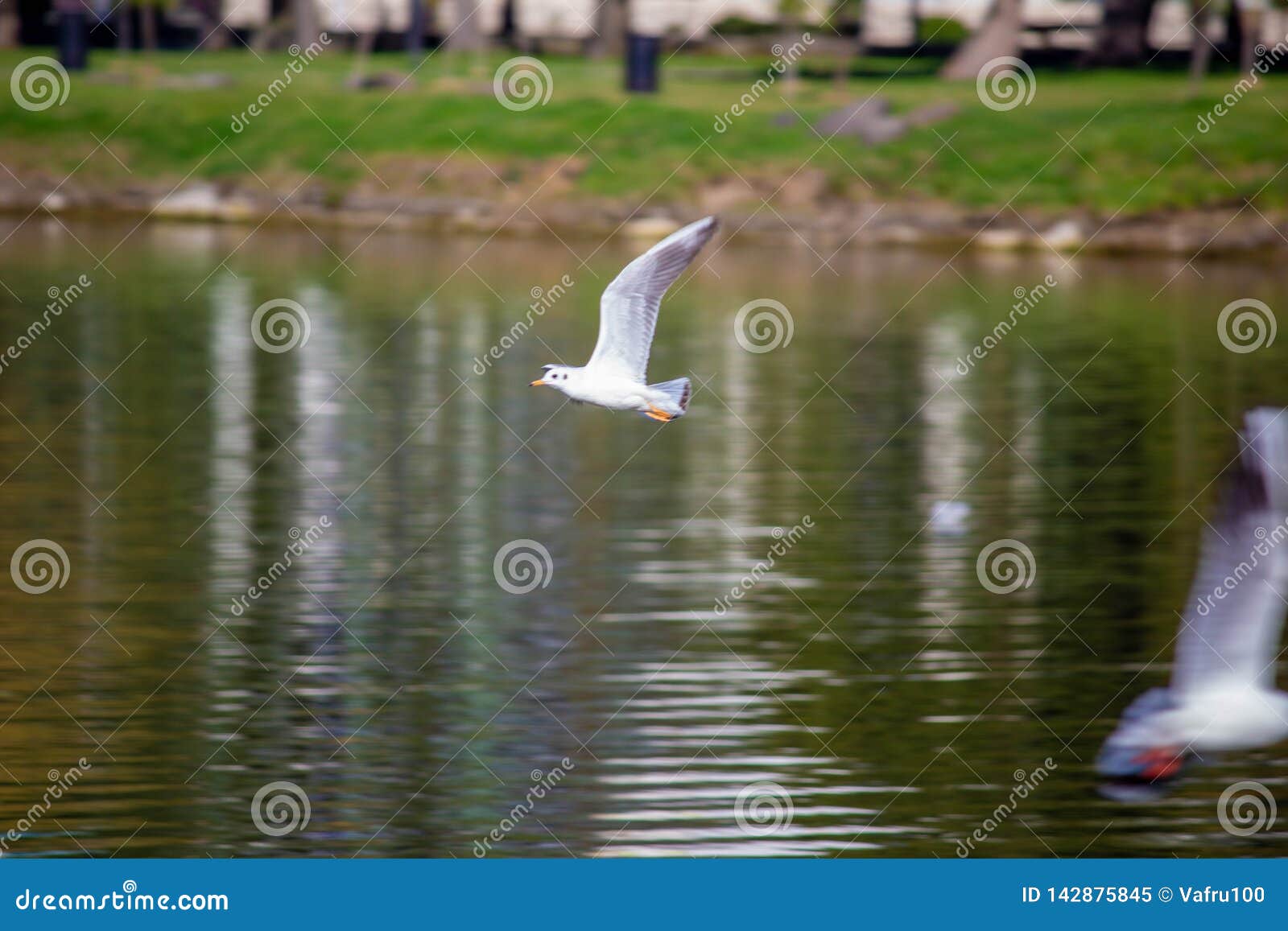 Birds fly over the water stock image. Image of flies - 142875845