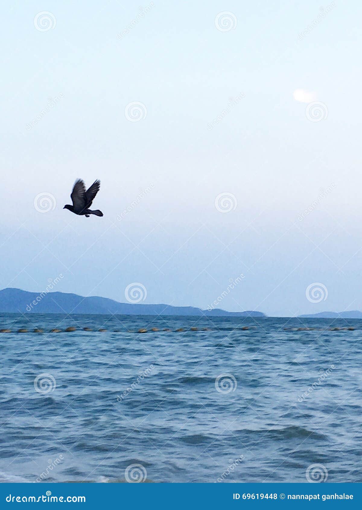 Birds fly over water stock photo. Image of solitary, water - 69619448