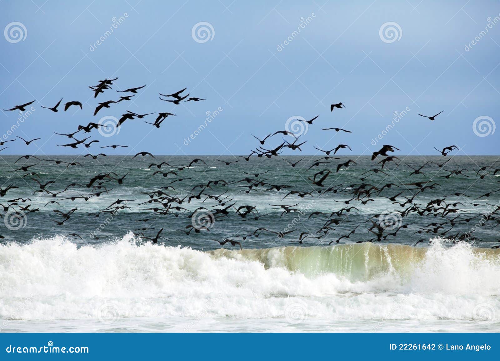 Birds fly over the waves stock photo. Image of gull, lake - 22261642