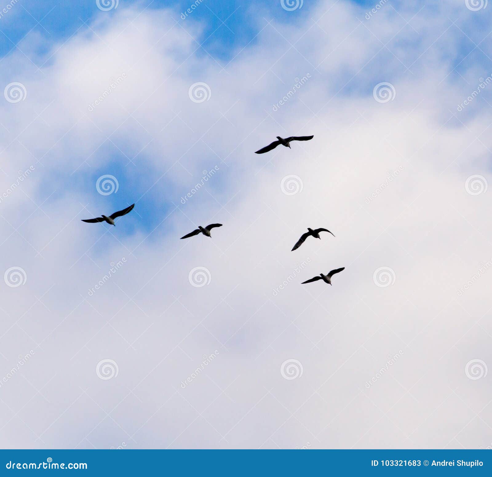 The Birds Fly South in the Sky Stock Image - Image of group, birds ...