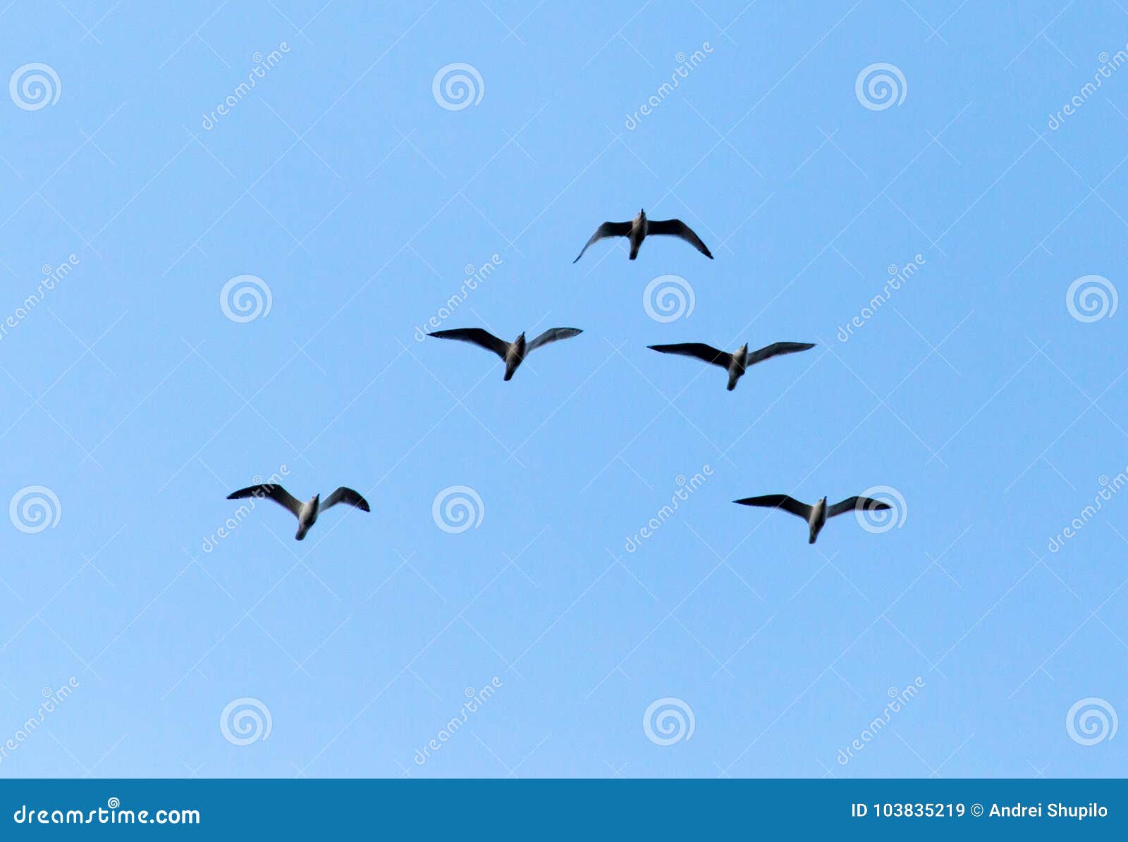 The Birds Fly South in the Sky Stock Image - Image of migratory ...