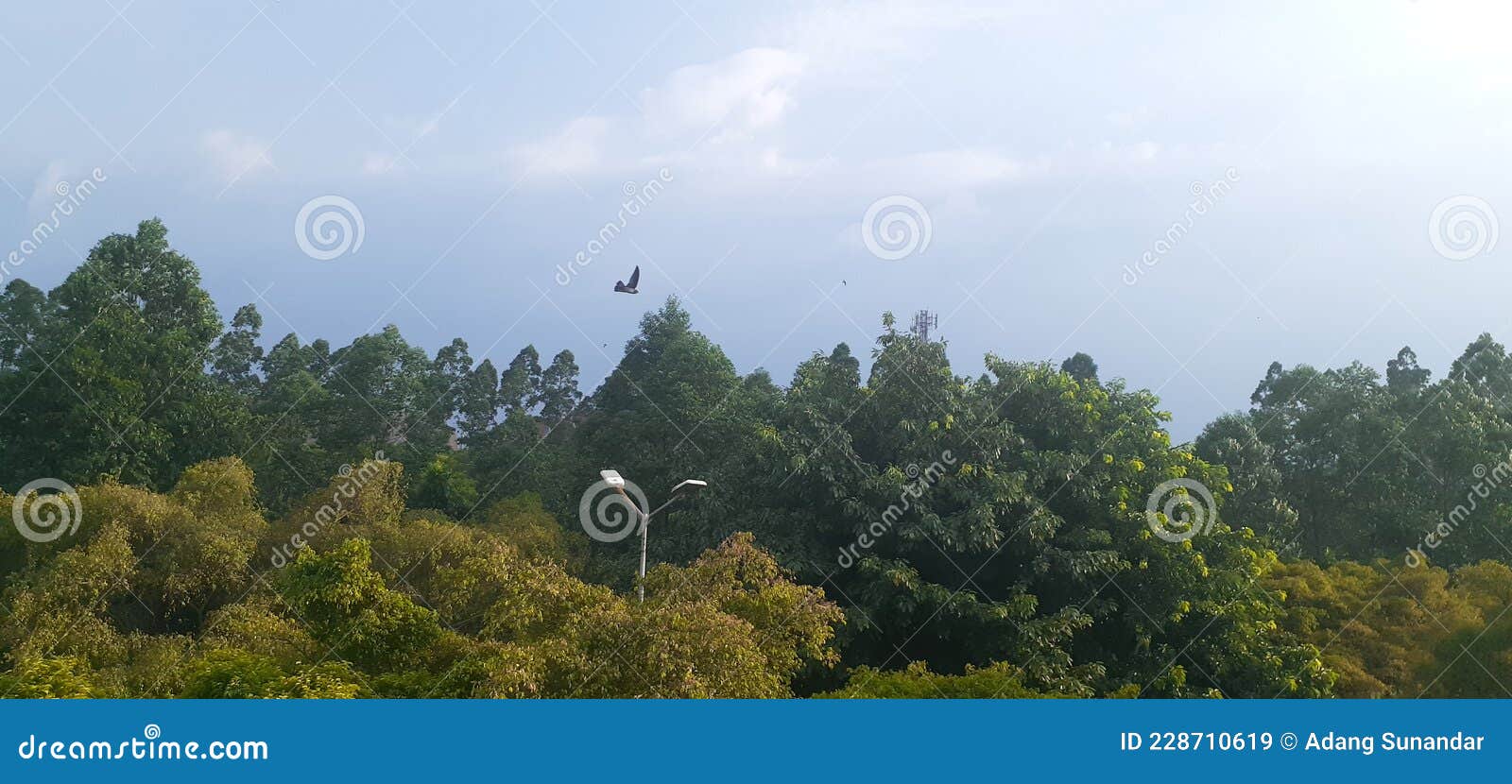 Birds Fly between the Trees Stock Image - Image of birds, morning ...