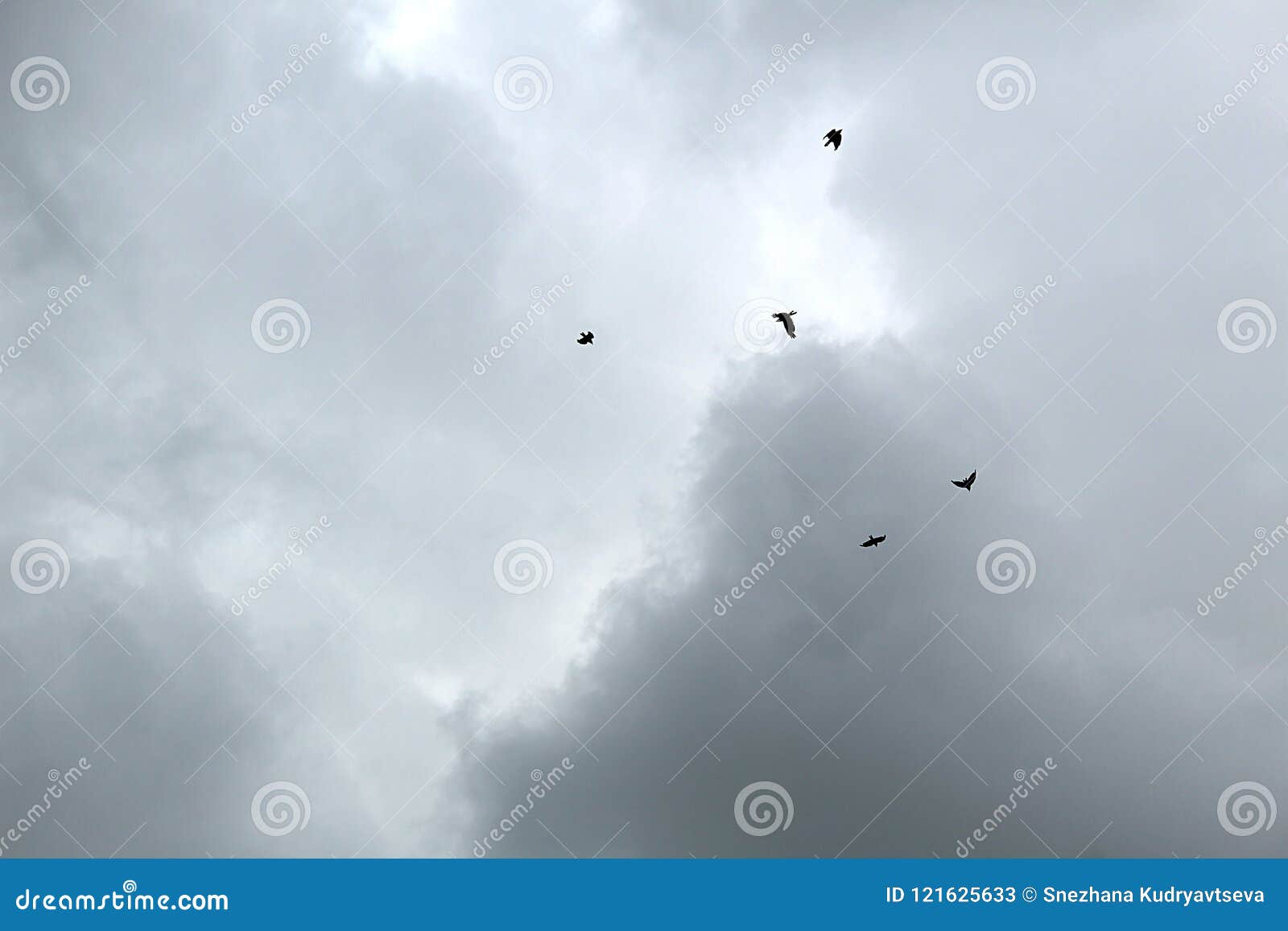 Birds Fly Under the Clouds are Looking for Where To Hide in Front of ...
