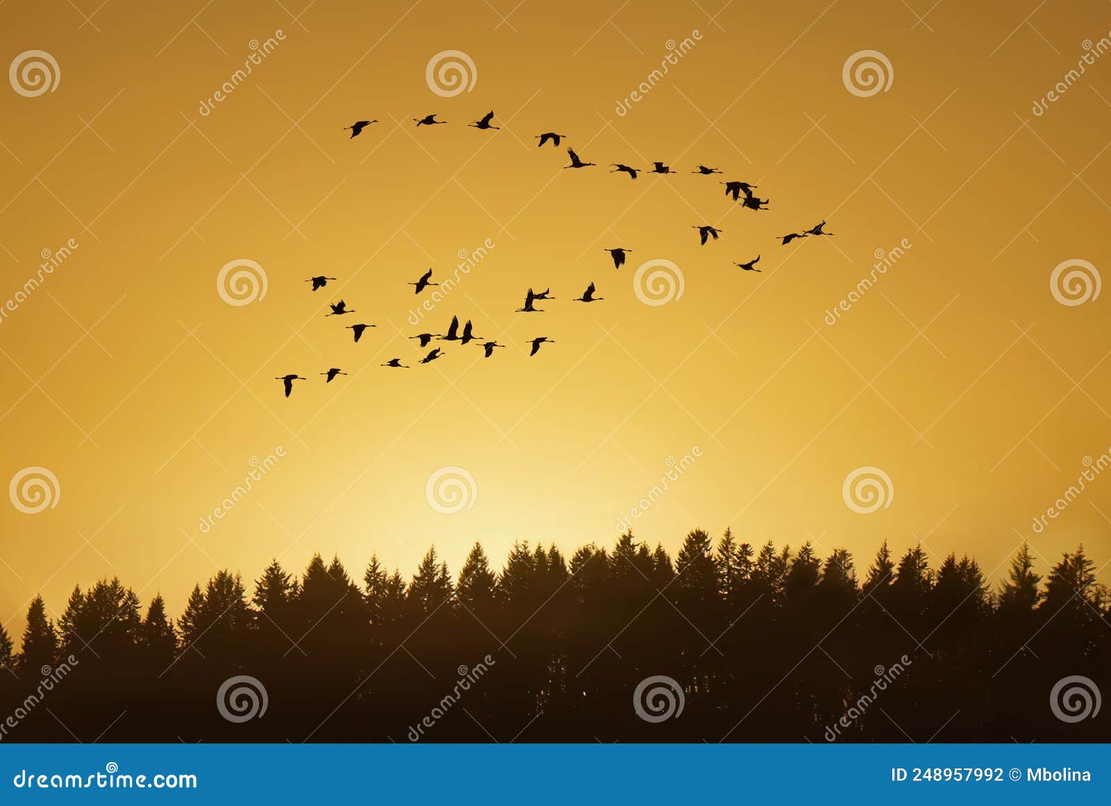 Birds Fly in V Formation Following the Leader Stock Photo - Image of ...