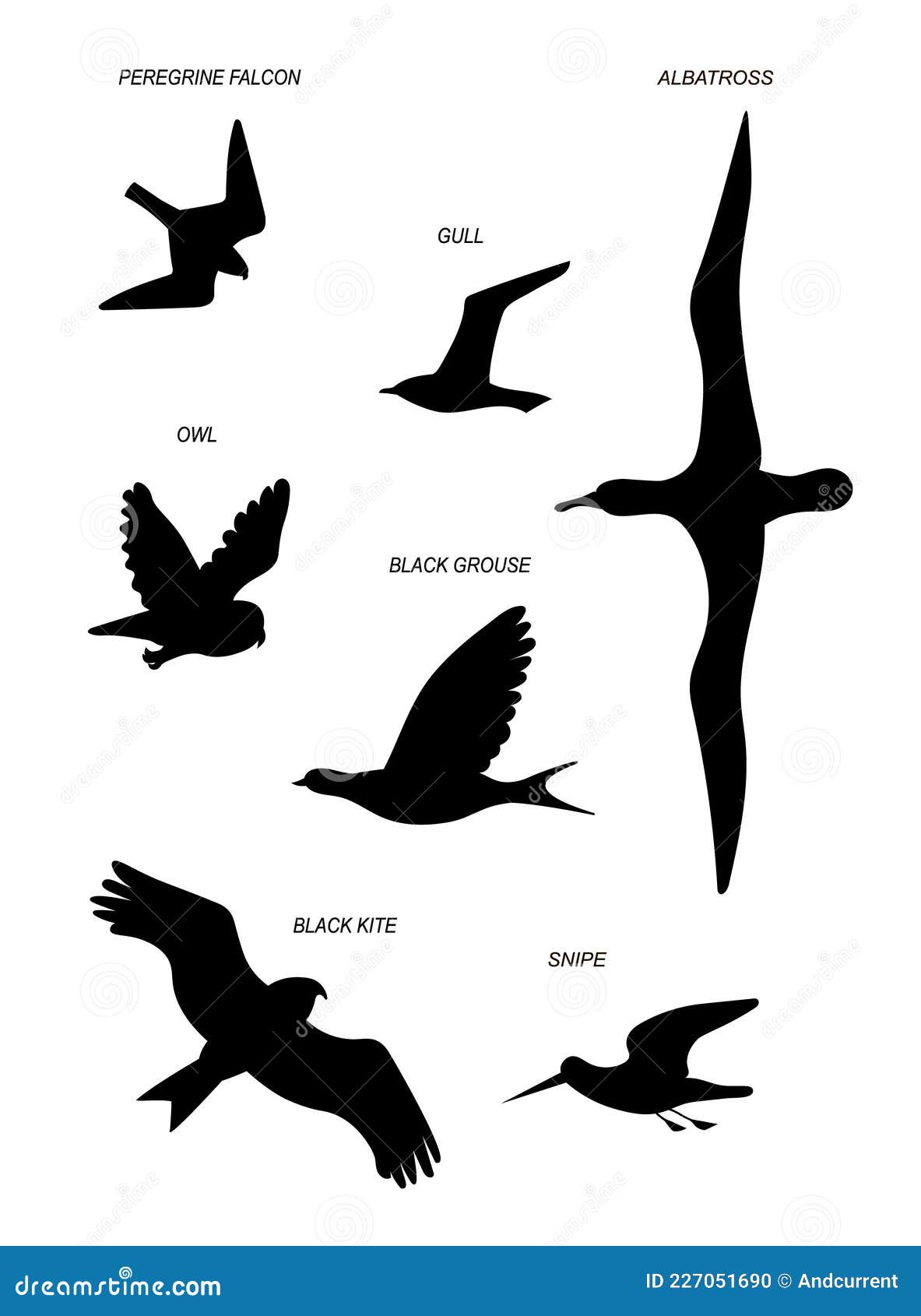 Birds Fly. Vector Black Drawing Silhouette Image Set. Stock Vector ...