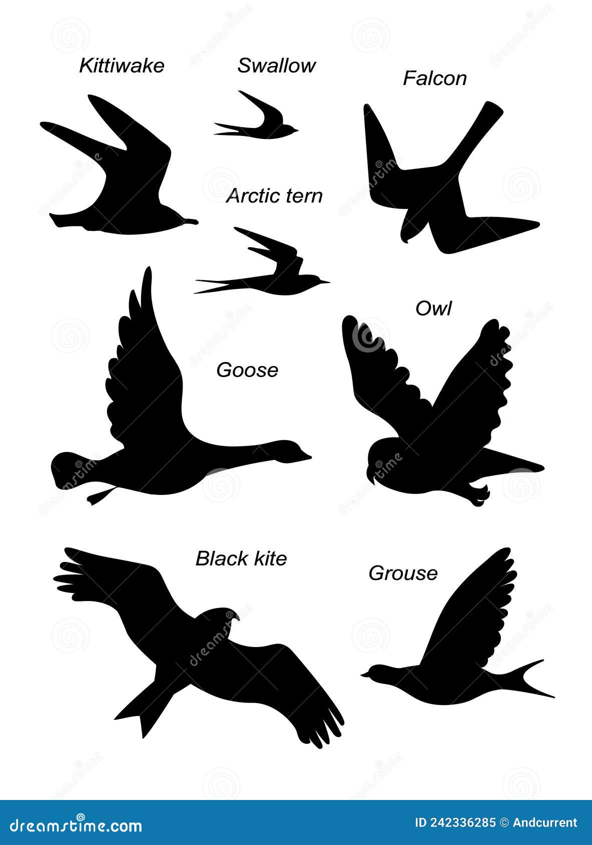 Birds Fly. Vector Black Drawing Silhouette Image Set. Stock Vector ...