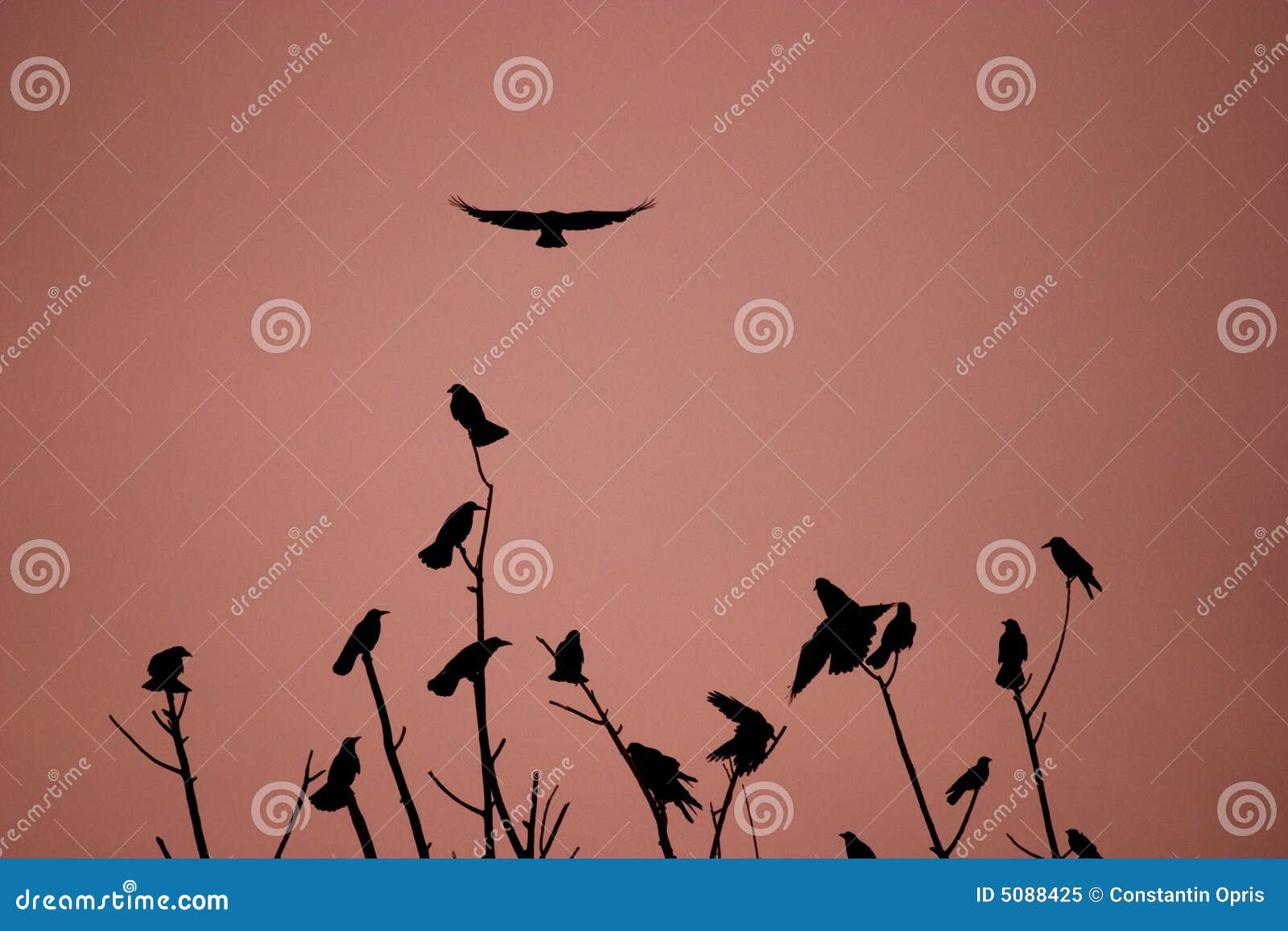 161 Colored Crows Stock Photos - Free & Royalty-Free Stock Photos from ...