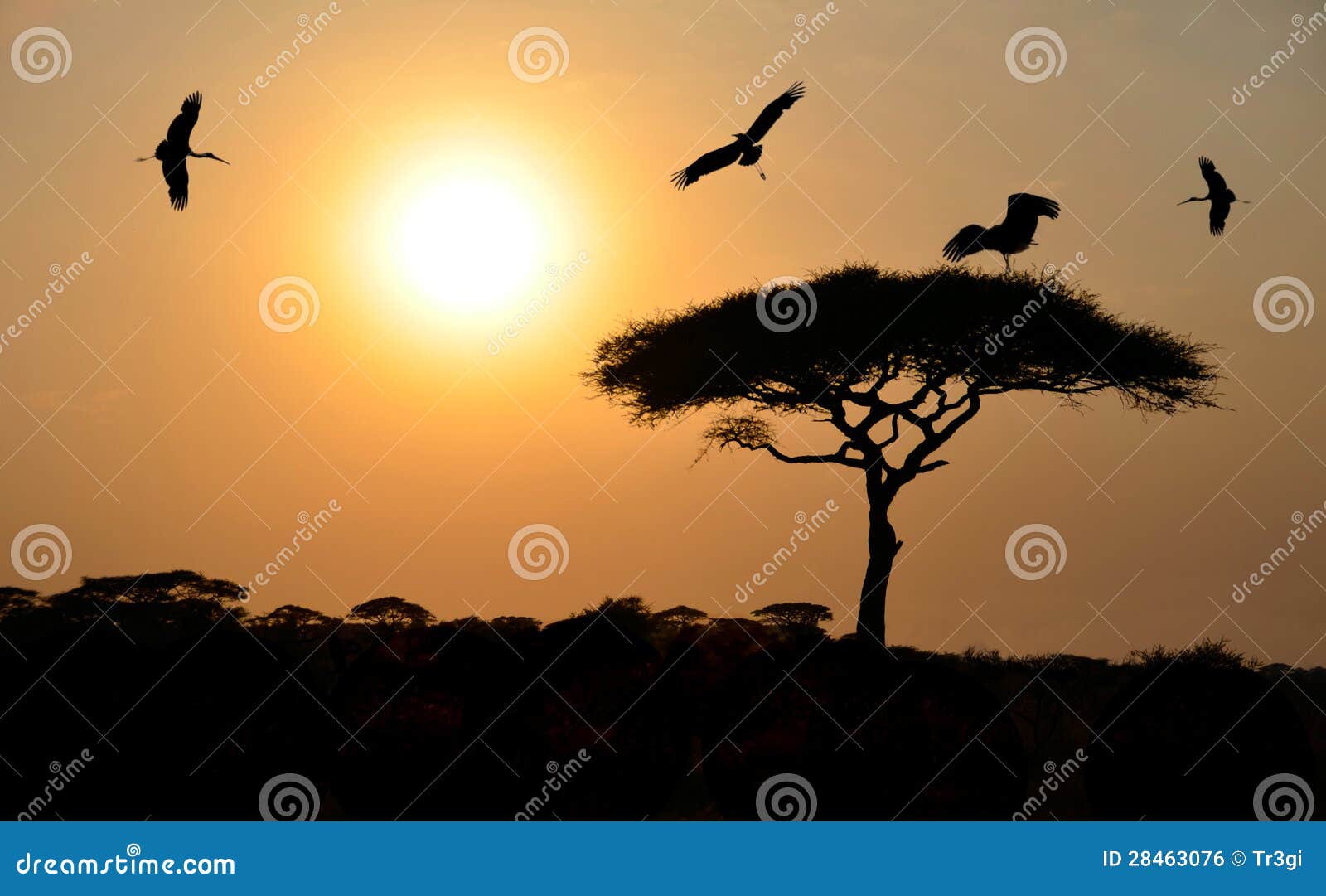 Birds Flying Above Acacia Tree at Sunset in Africa Stock Photo - Image ...
