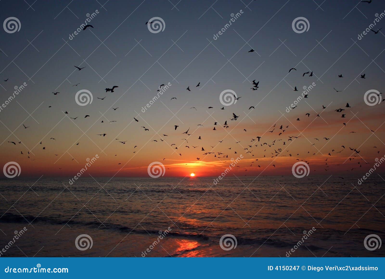 Birds flying above the sea stock image. Image of blue - 4150247