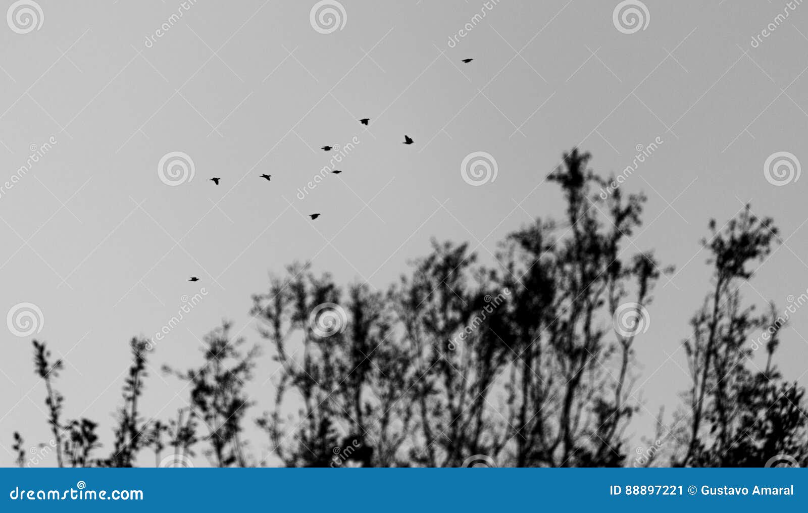 Birds flying above trees stock image. Image of fast, life - 88897221