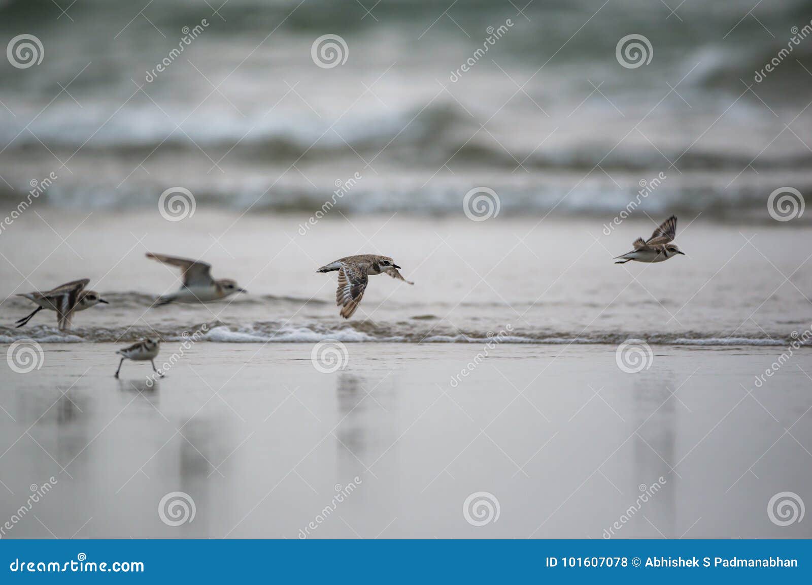 Birds Flying Across the Beach Stock Photo - Image of evening, birds ...