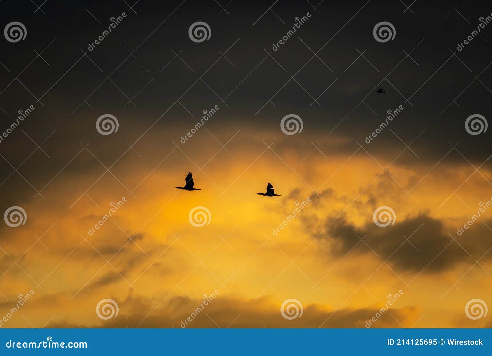 Birds Flying Against the Cloudy Sky at Sunset Stock Image - Image of ...