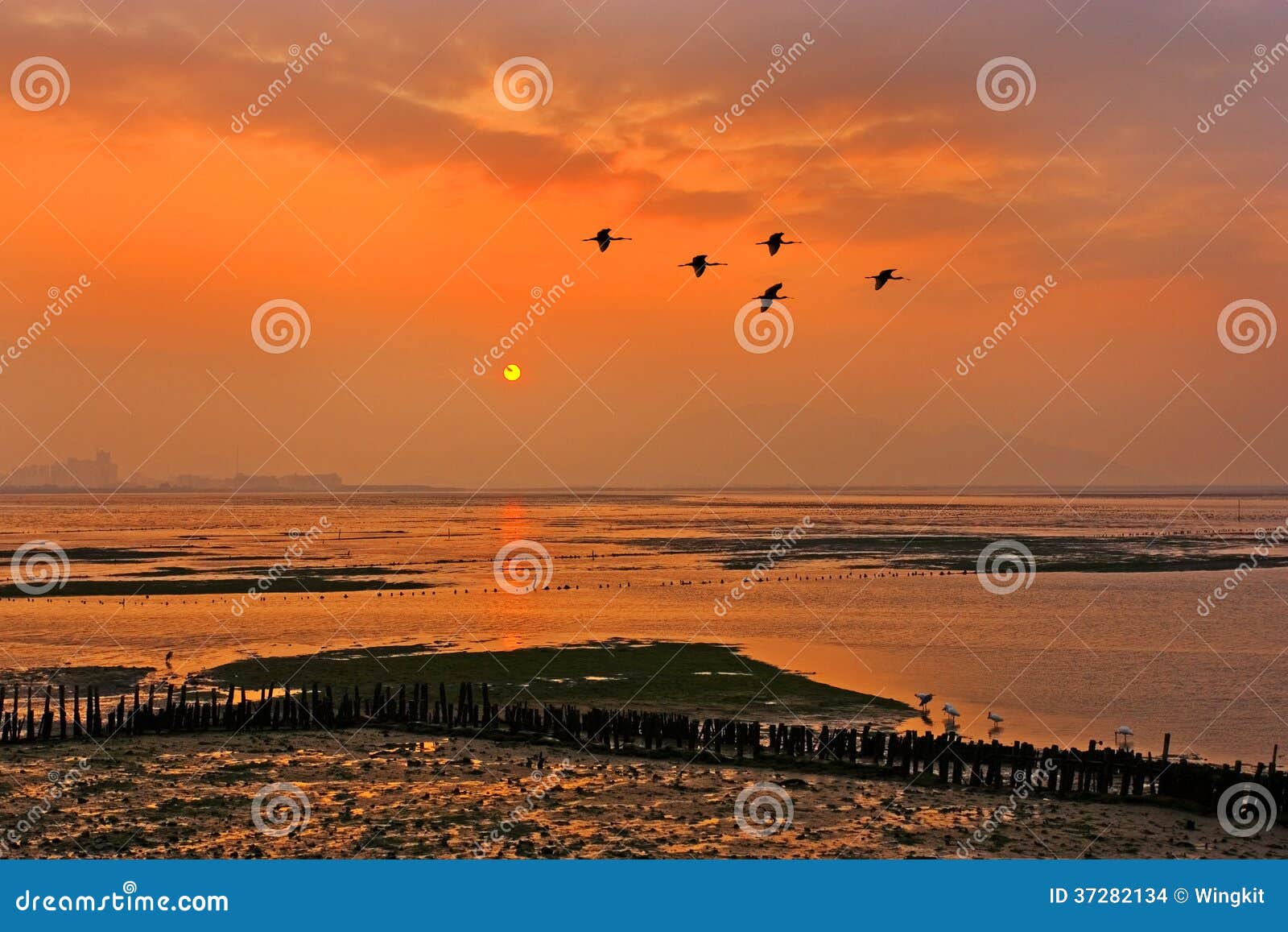 Birds flying stock photo. Image of away, flapping, fiery - 37282134