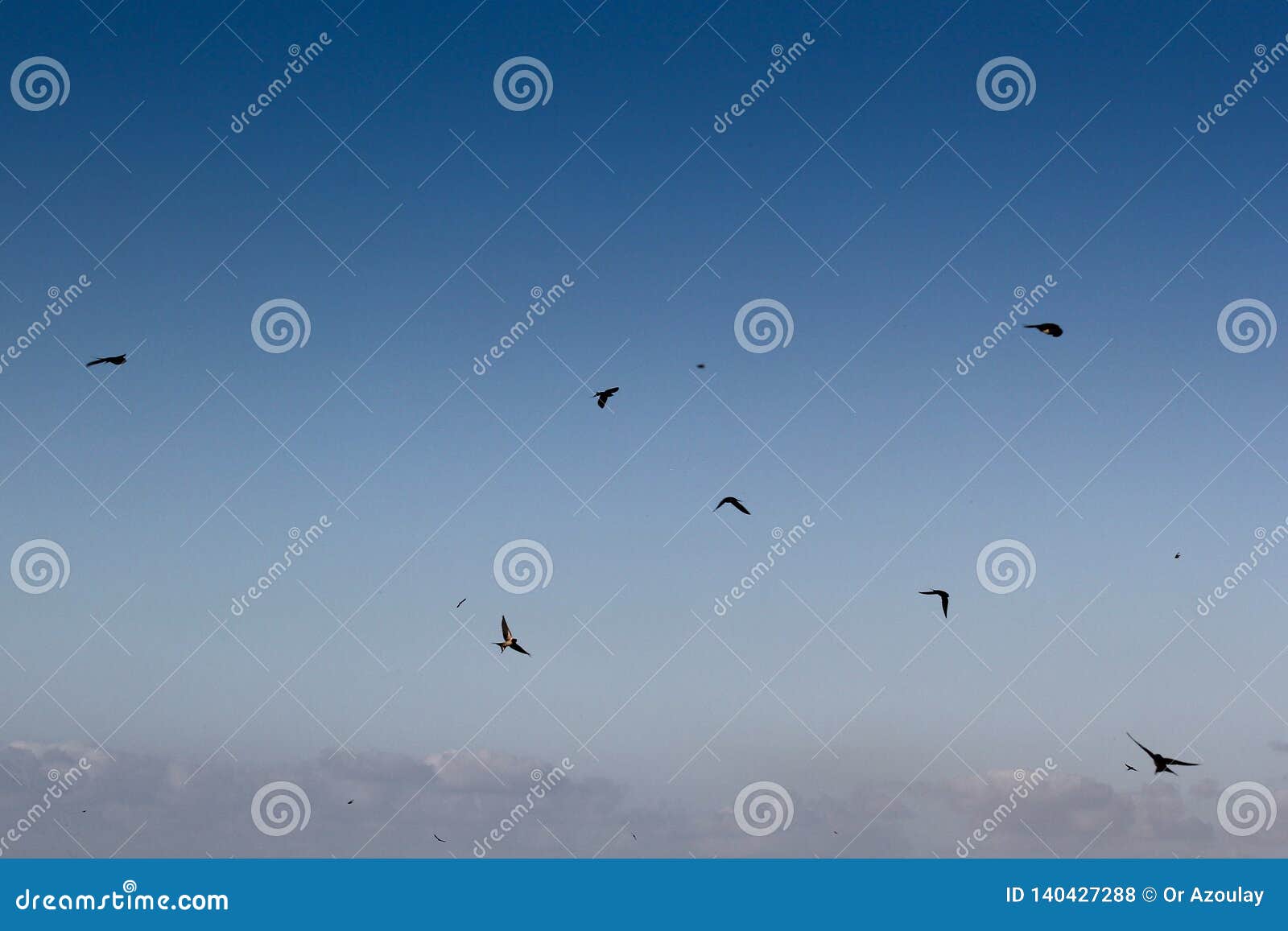 Birds flying around stock photo. Image of flying, beaut - 140427288