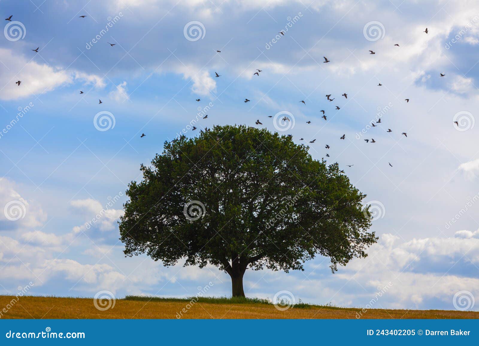Birds Flying Around an Oak Tree Stock Image - Image of concept, summer ...