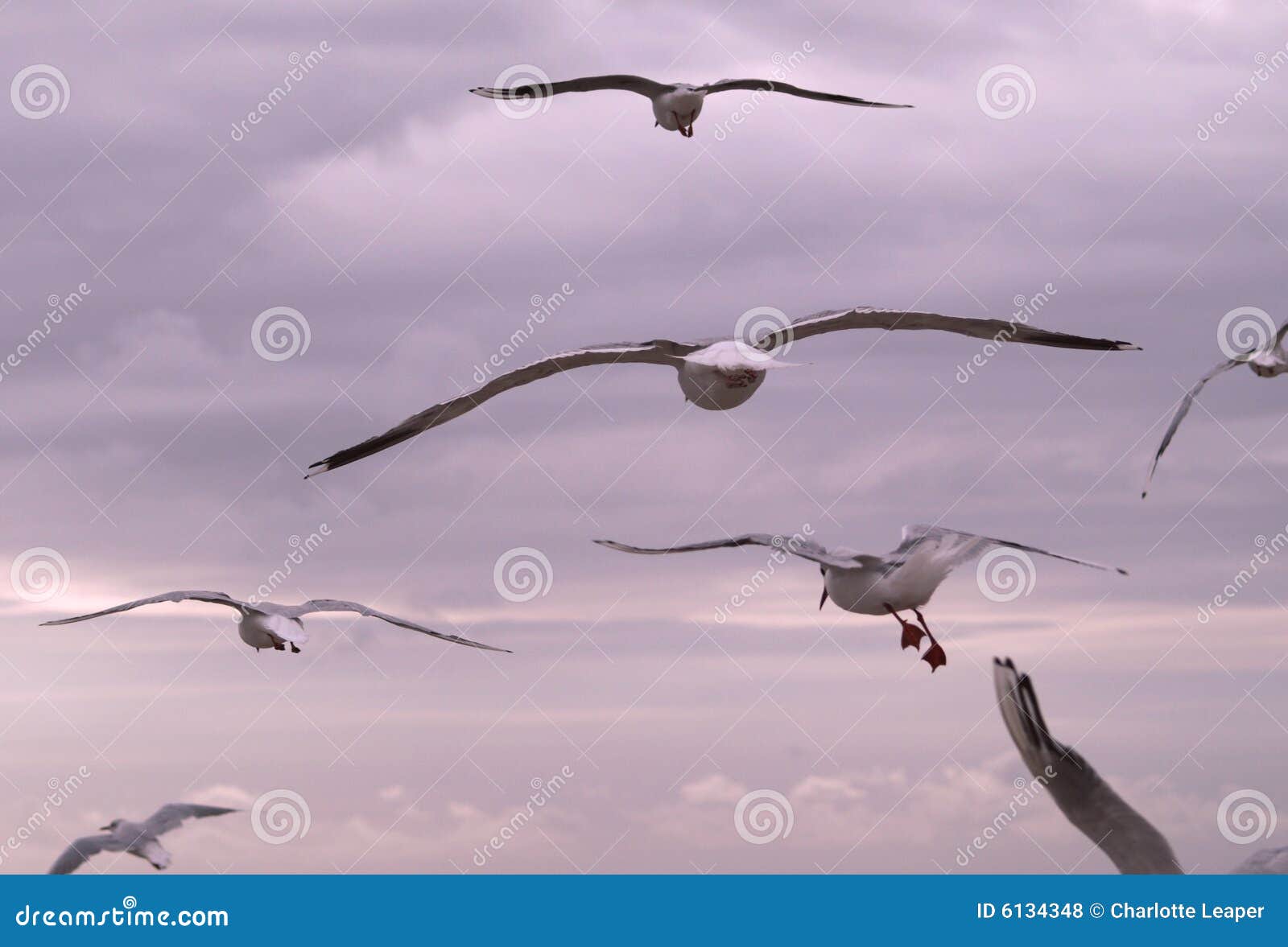 Birds Flying Away stock photo. Image of leaving, graceful - 6134348