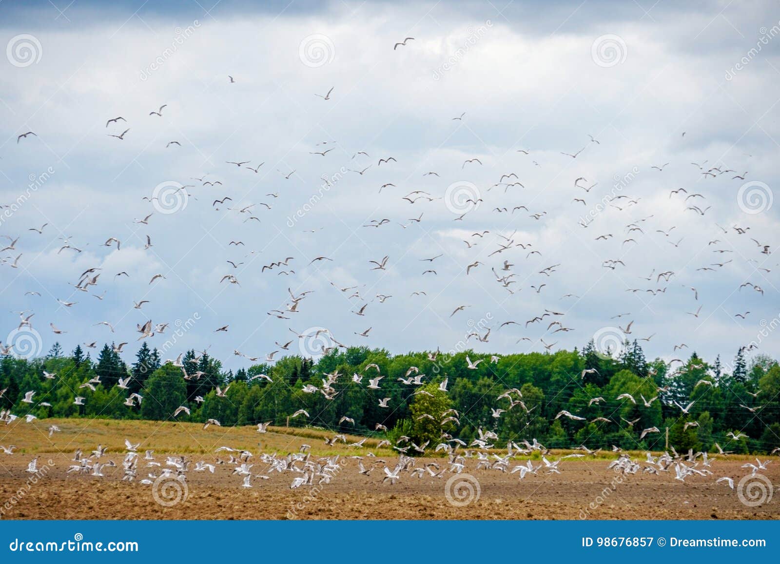 Birds flying away stock image. Image of field, birds - 98676857