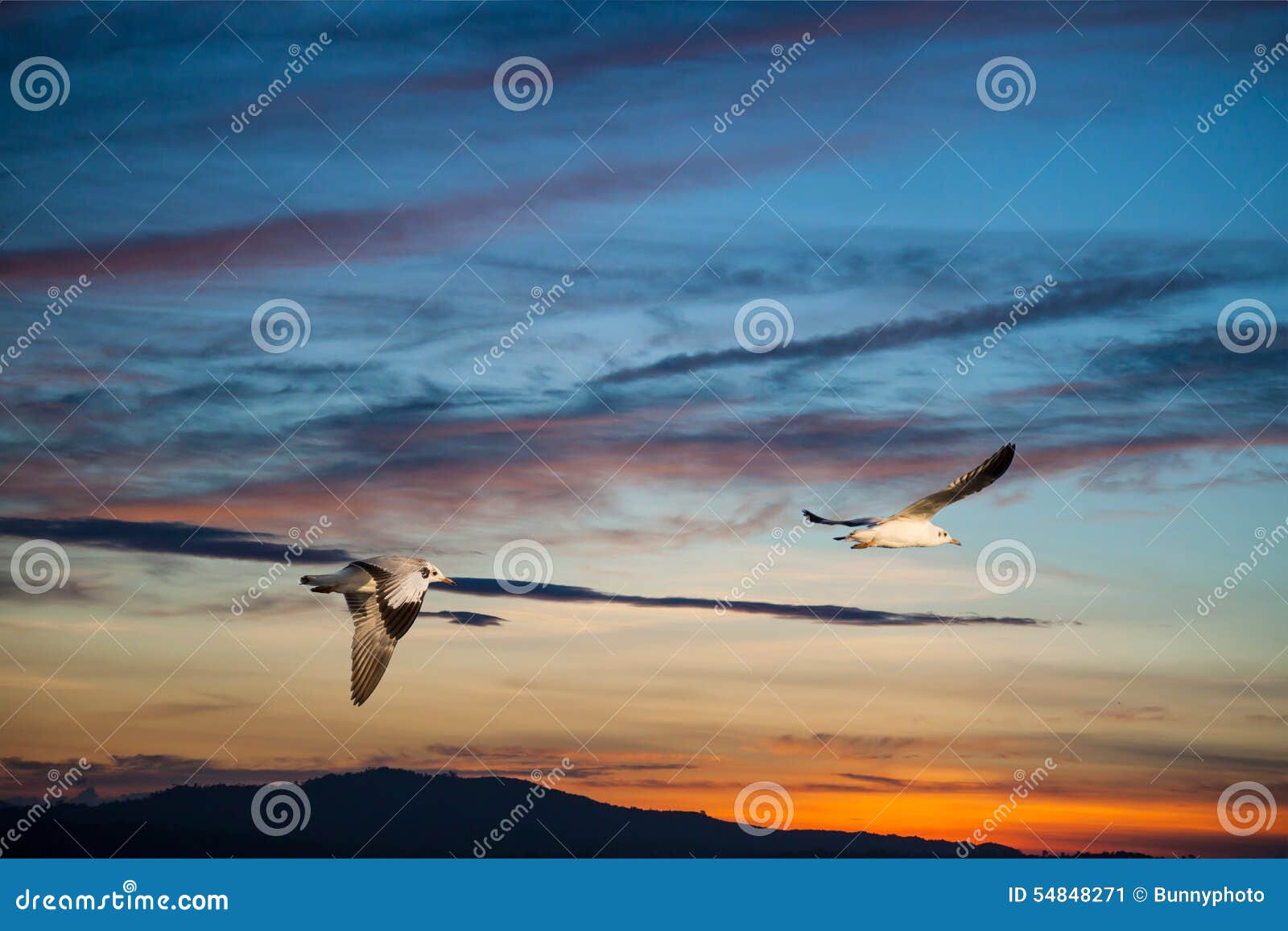 Birds flying back home stock image. Image of home, nature - 54848271